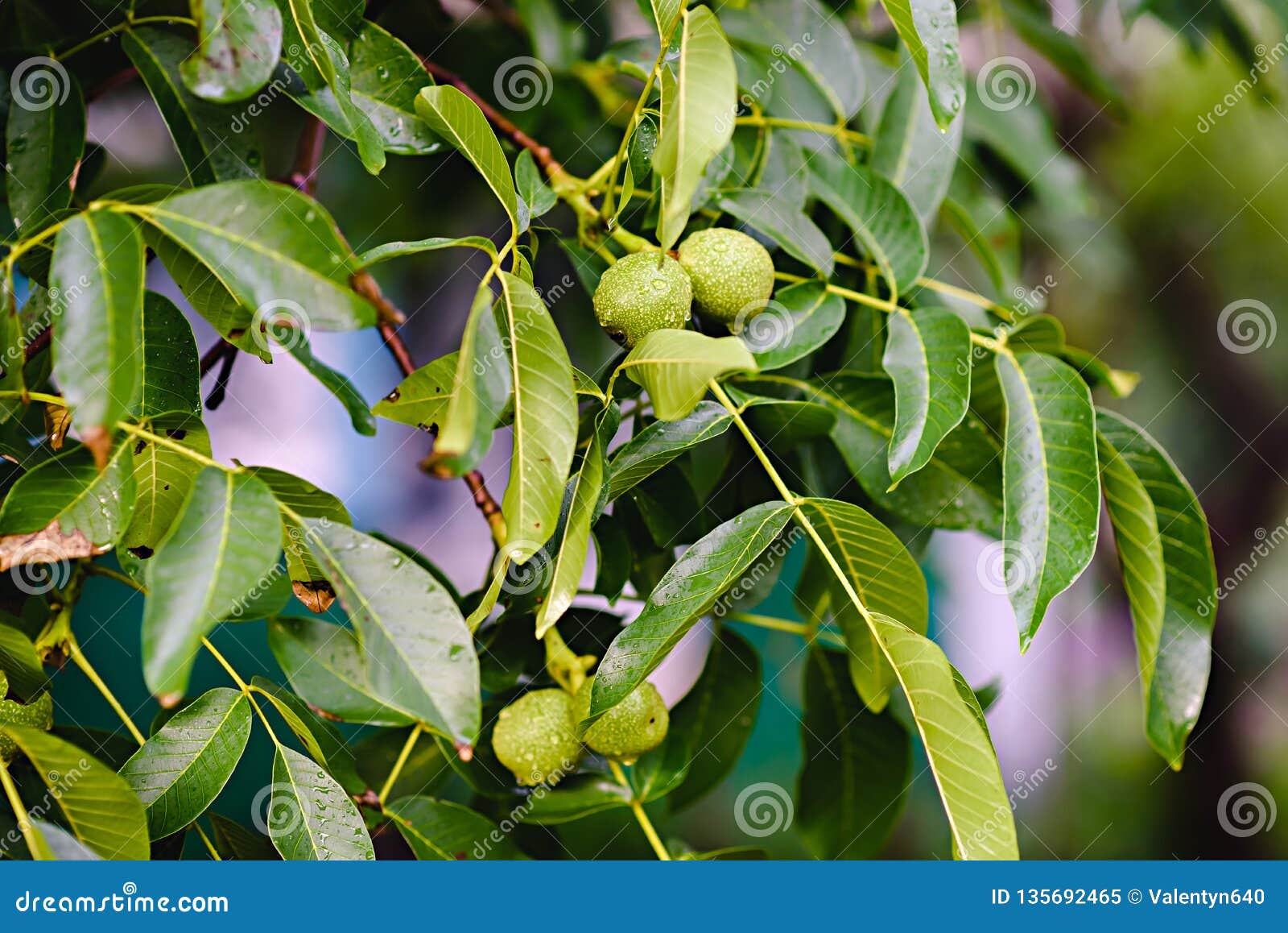 Green Raw Walnuts Growing on a Tree Stock Image - Image of growing ...