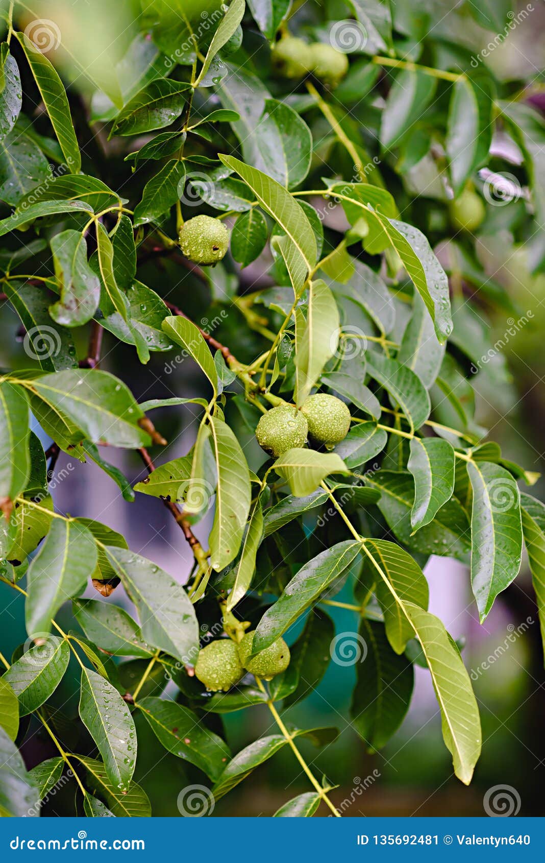 Green Raw Walnuts Growing on a Tree Stock Image - Image of agriculture ...
