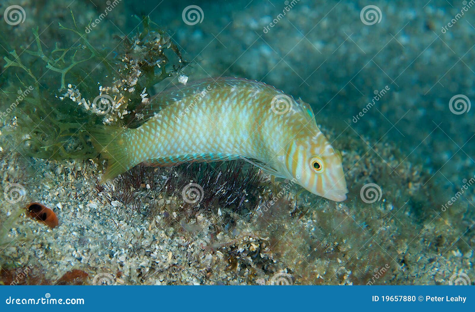 Green Razorfish stock photo. Image of fins, ecosystem - 19657880
