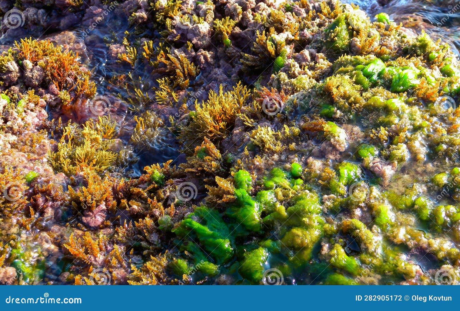 Green and Red Algae on the Rocks at Low Tide on the Island of Gozo ...