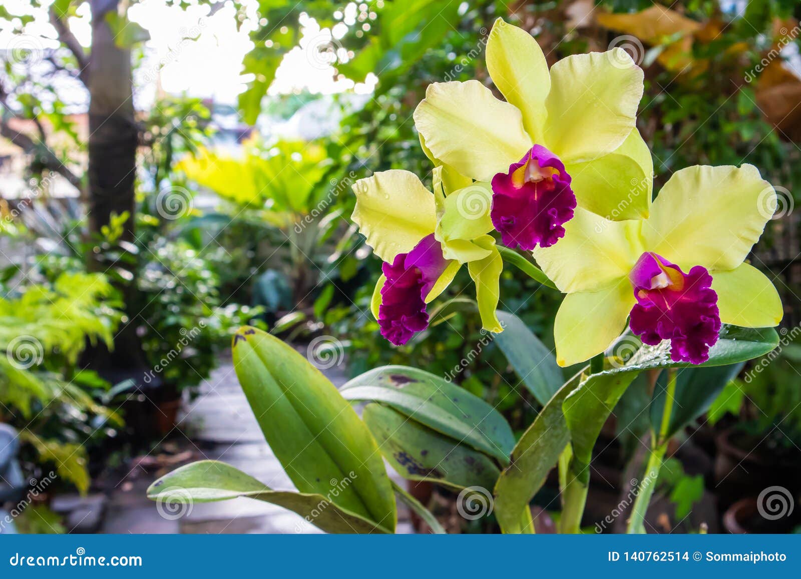 Green and Red Cattleya Orchid in Natural Light Stock Photo - Image of ...