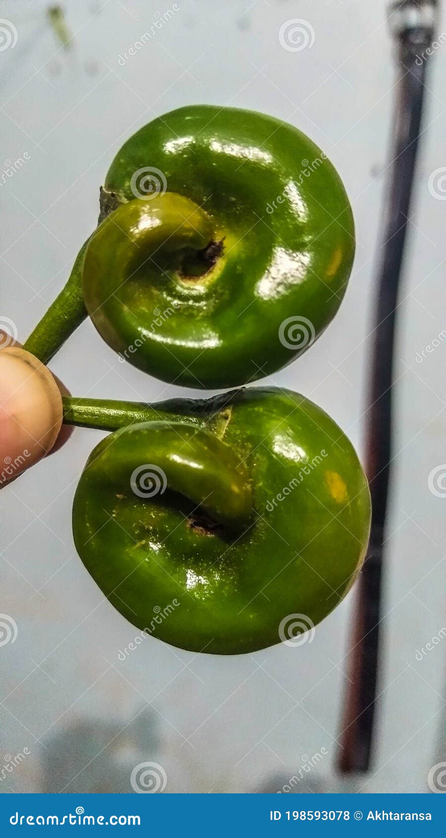 Green Red chili circle stock photo. Image of flower - 198593078