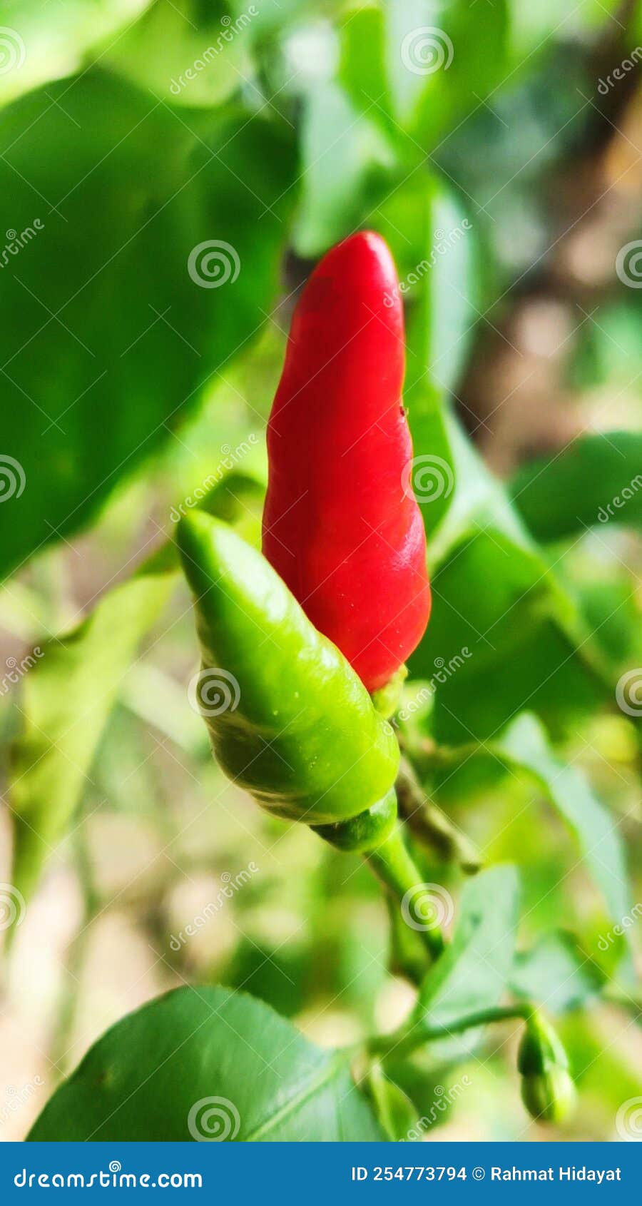 Red Chilli Paper On White Background Stock Photography | CartoonDealer ...