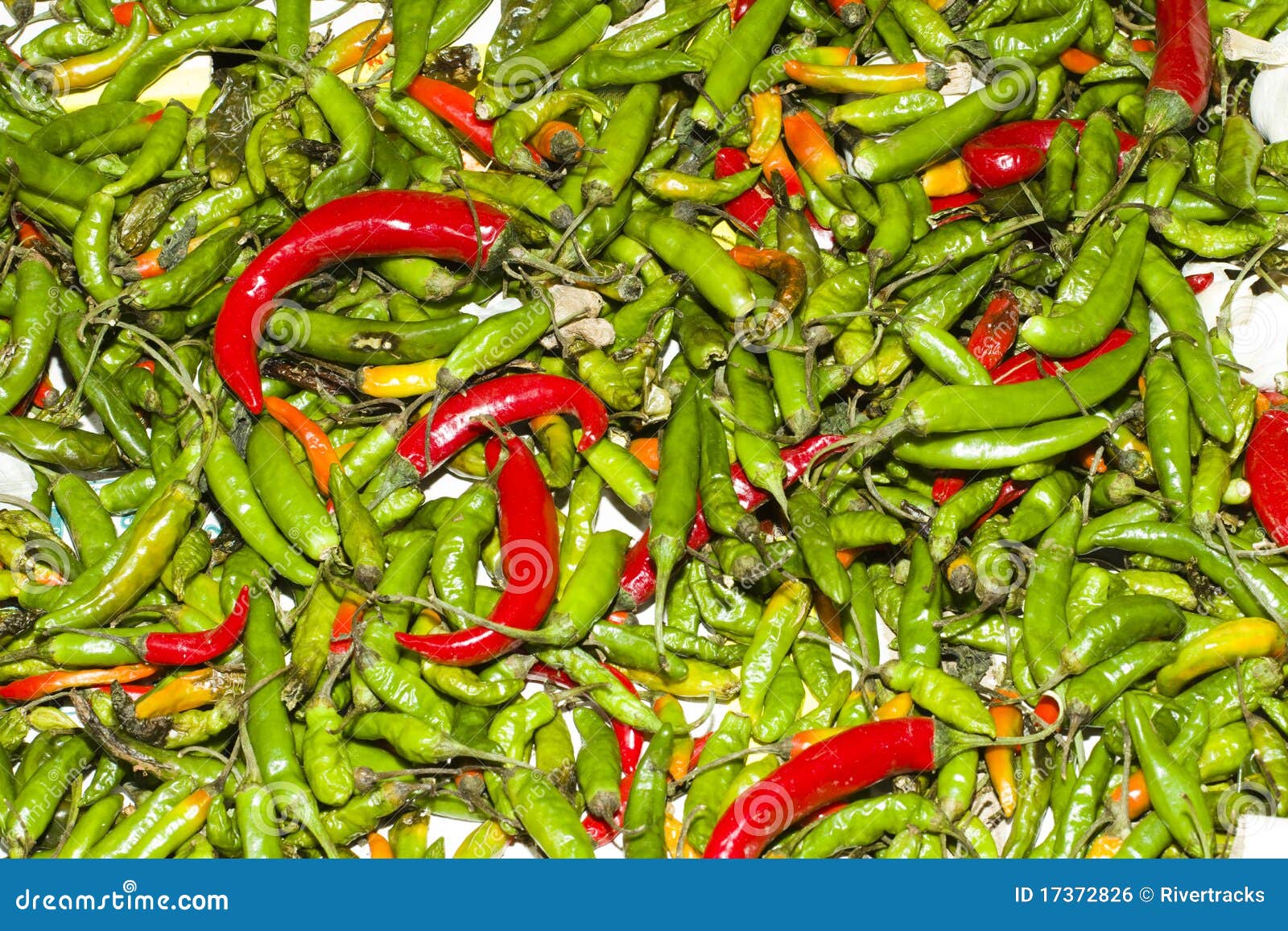 Green and Red Chillies Spice Plants Stock Photo - Image of spice ...