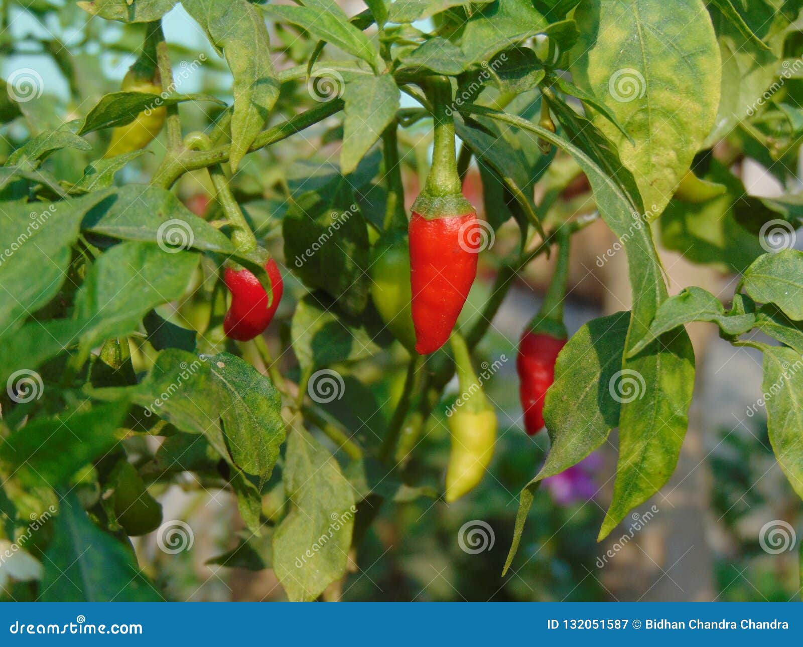 Chilly stock image. Image of garden, green, chilly, leaves - 132051587