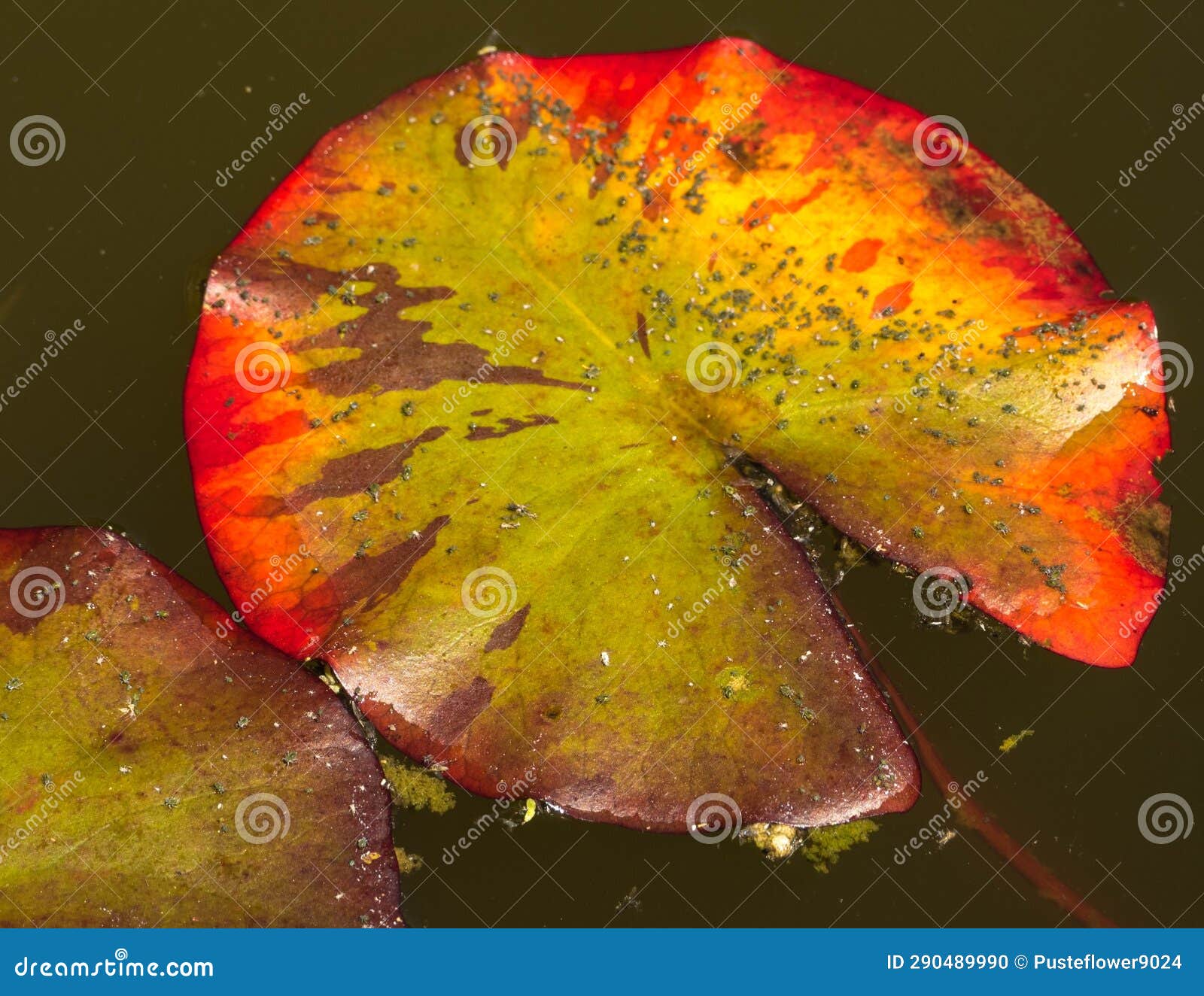 Green and Red Colored Pond Leaf on Water Surface Stock Photo - Image of ...