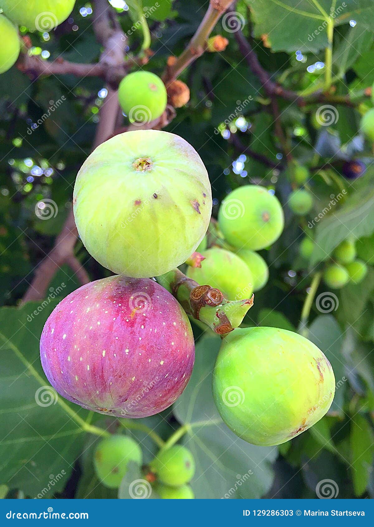 Green and Red Figs on a Tree Branch with Green Leaves in the Garden ...