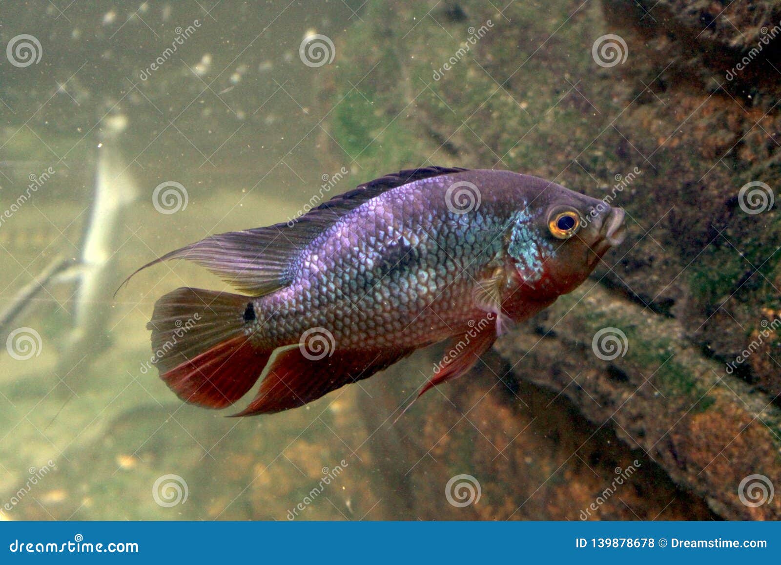 Green and red fish stock photo. Image of fresh, abstract - 139878678