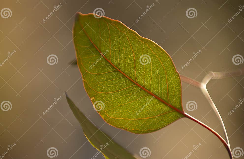 Green and red lea stock photo. Image of background, close - 15154050
