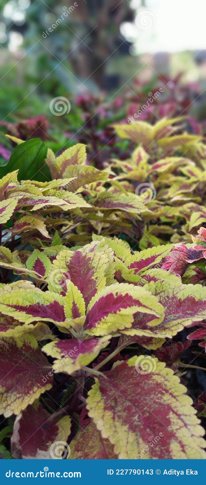 A Green Red Leaf stock image. Image of green, branch - 227790143