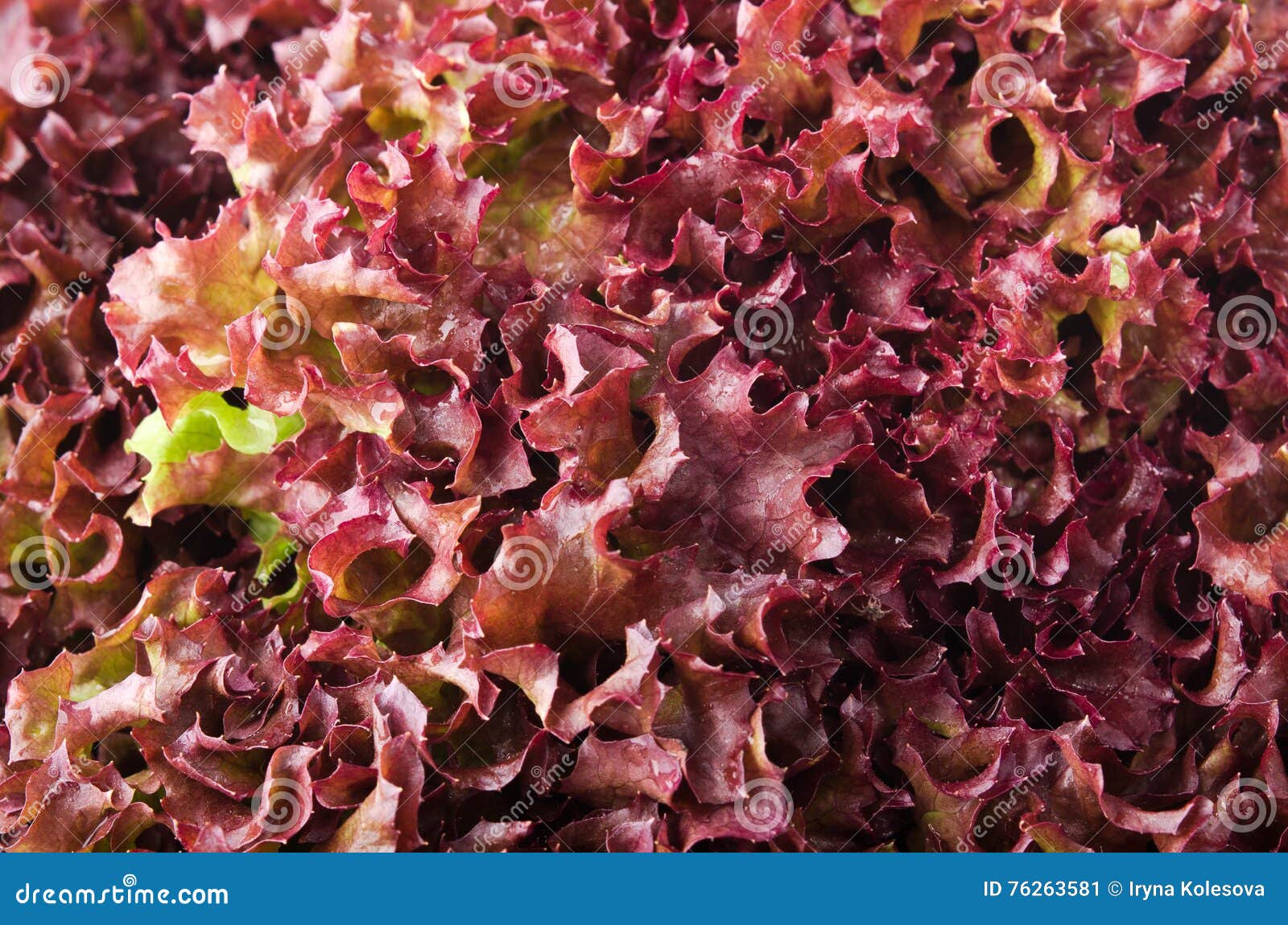 Green and Red Lettuce Salad, Lollo Rosso, for Backround Stock Image ...