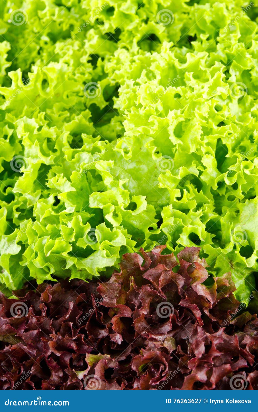 Green and Red Lettuce Salad, Lollo Rosso, for Backround Stock Image ...