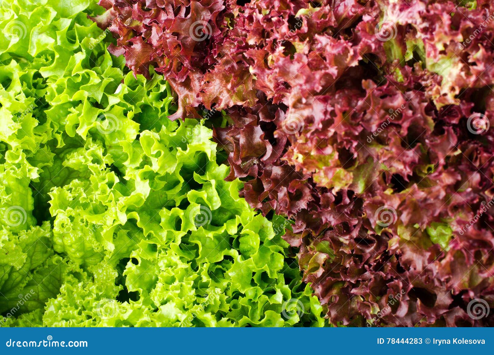 Green and Red Lettuce Salad, Lollo Rosso, for Backround Stock Image ...