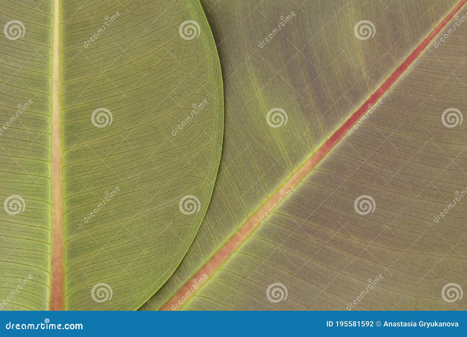 Magnolia Leaves Texture Background Stock Photo - Image of tree ...