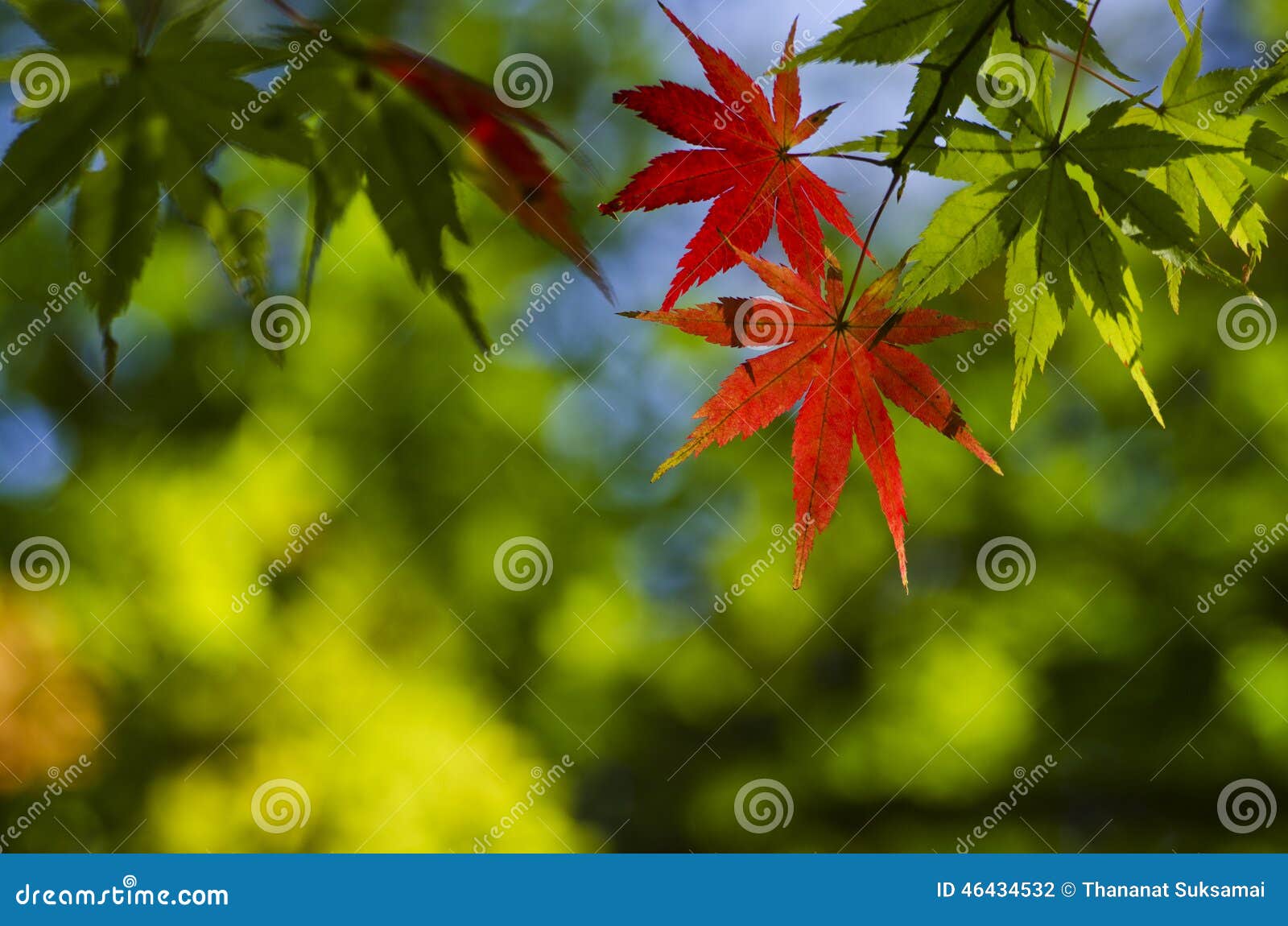 Green and red Maple stock photo. Image of november, colors - 46434532