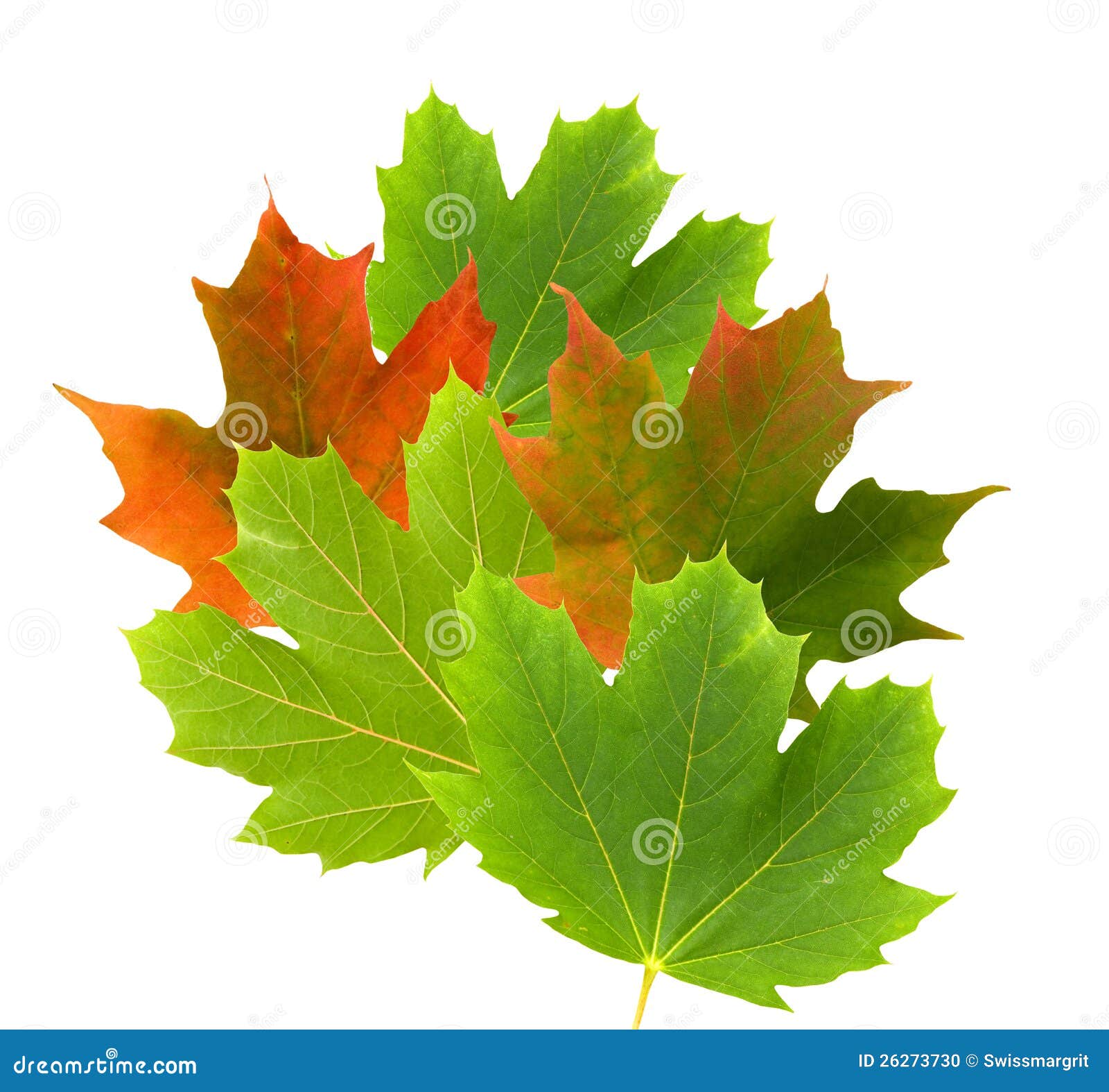 Green and red maple leaves stock photo. Image of plant - 26273730