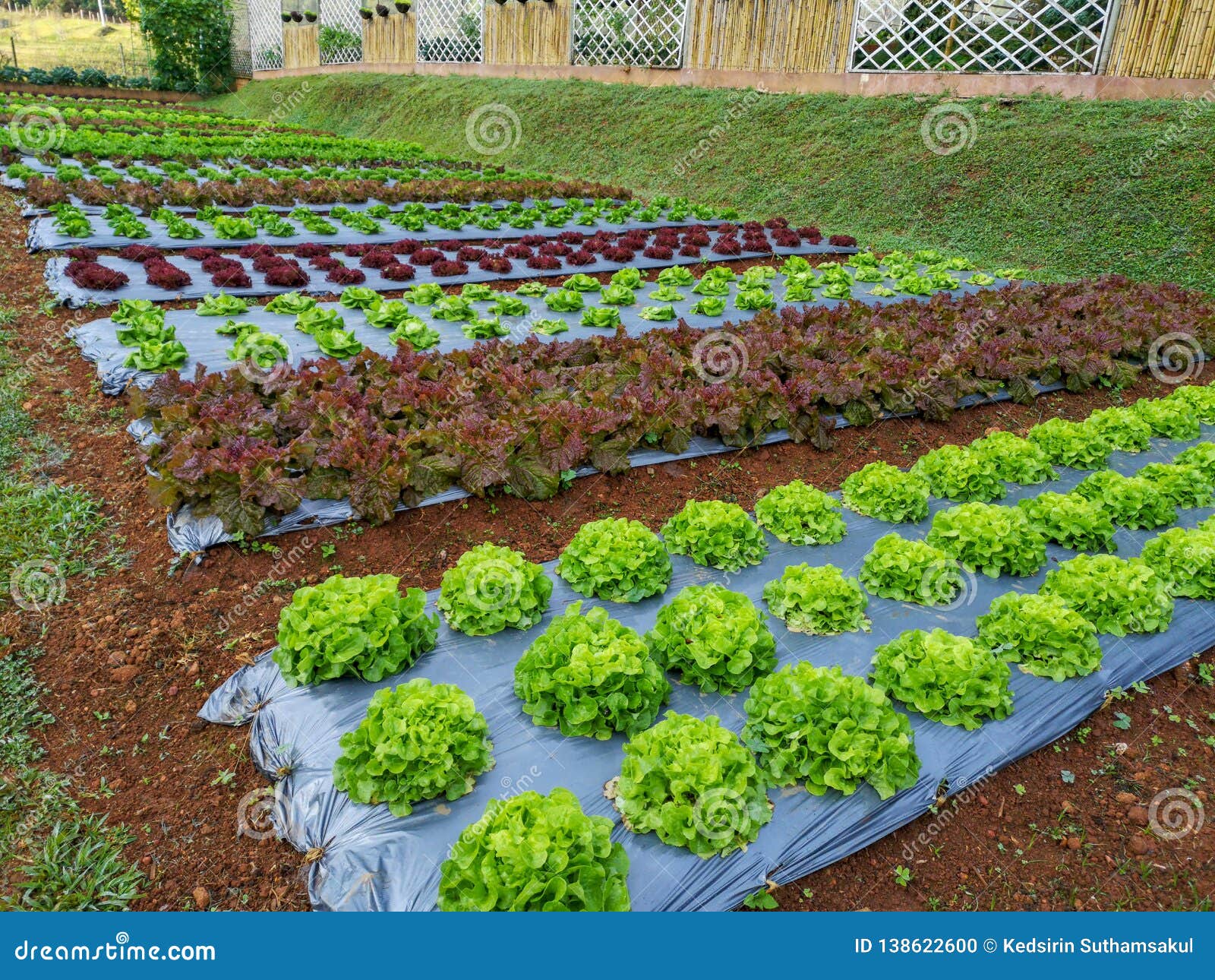 Organic vegetable plot stock photo. Image of basket - 138622600