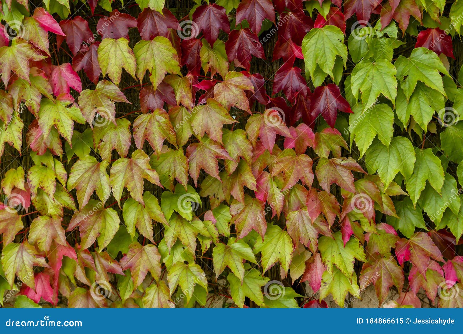 Green and Red Ornamental Vine Background Stock Image - Image of dreamy ...