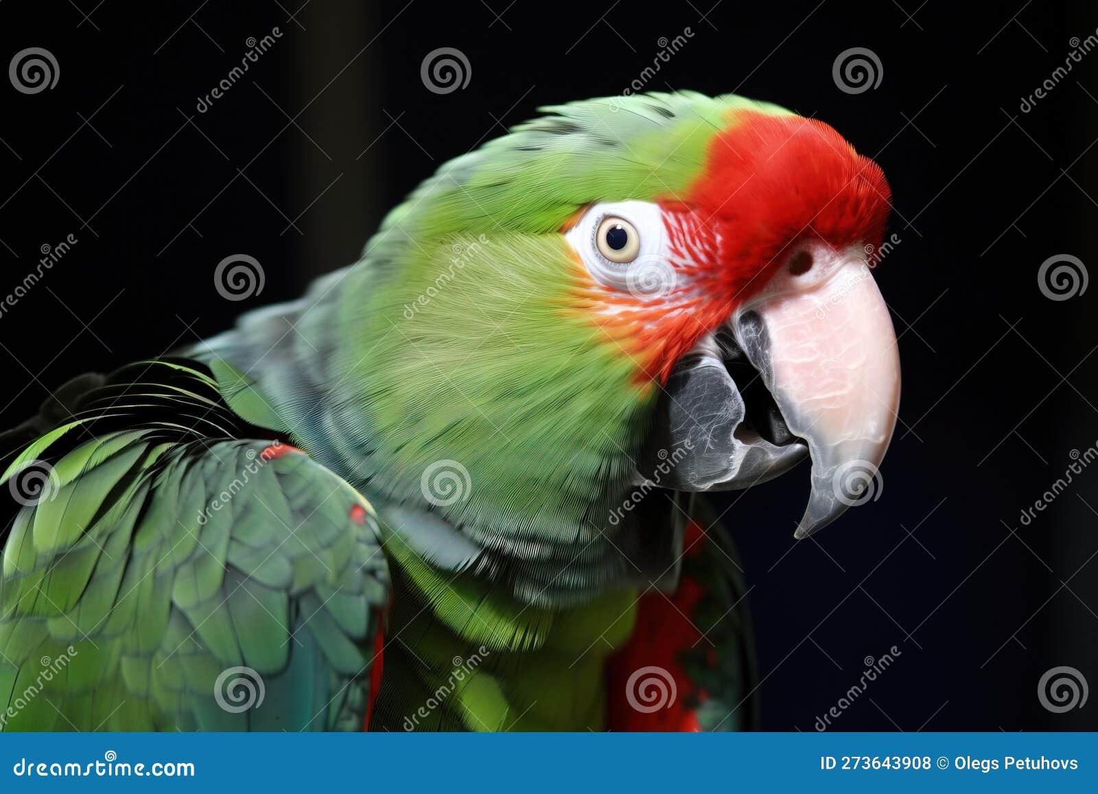 A Green and Red Parrot with a Black Back Ground and a Black Back Ground ...