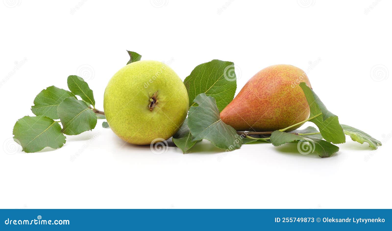 Green and Red Pear with Leaves Stock Image - Image of white, nutrition ...