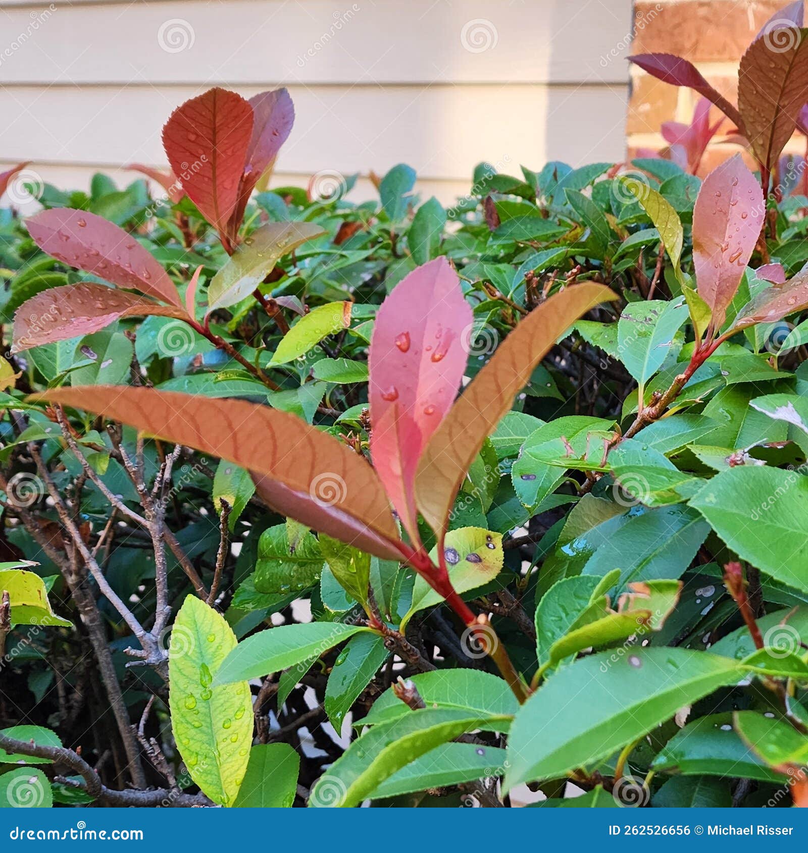 Green and Red Tip Photinia Leaves Stock Photo - Image of photinia ...