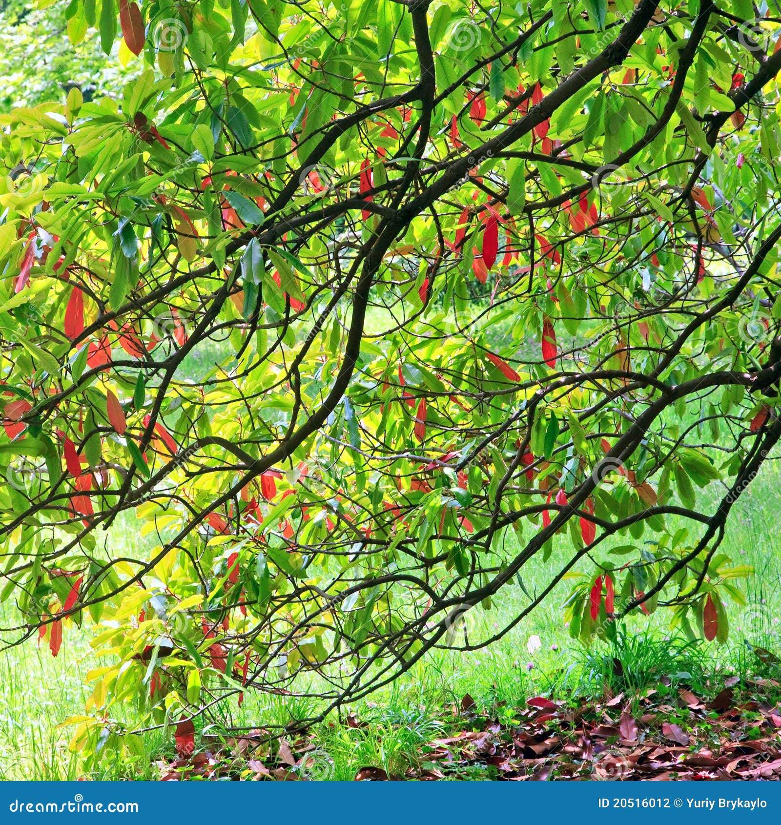 Green-red Tree Foliage in Spring Park Stock Photo - Image of twig ...