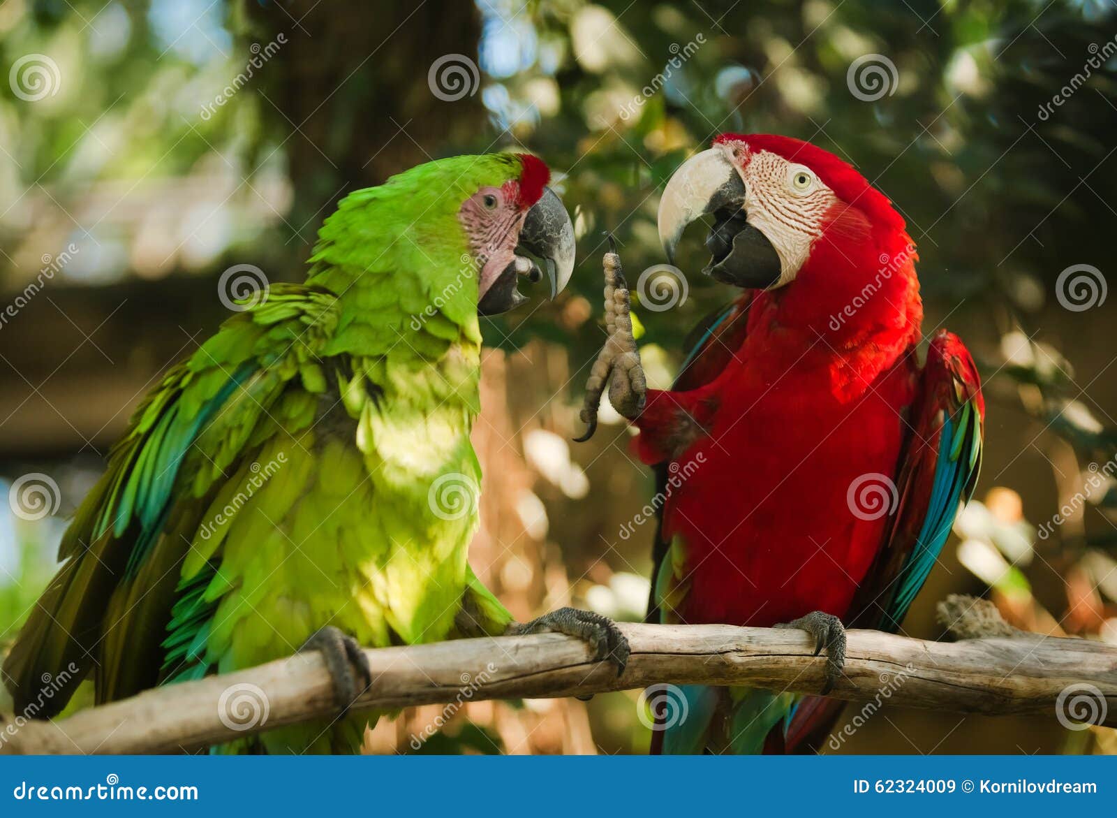 Green and Red Winged Macaws Stock Image - Image of colorful, beak: 62324009