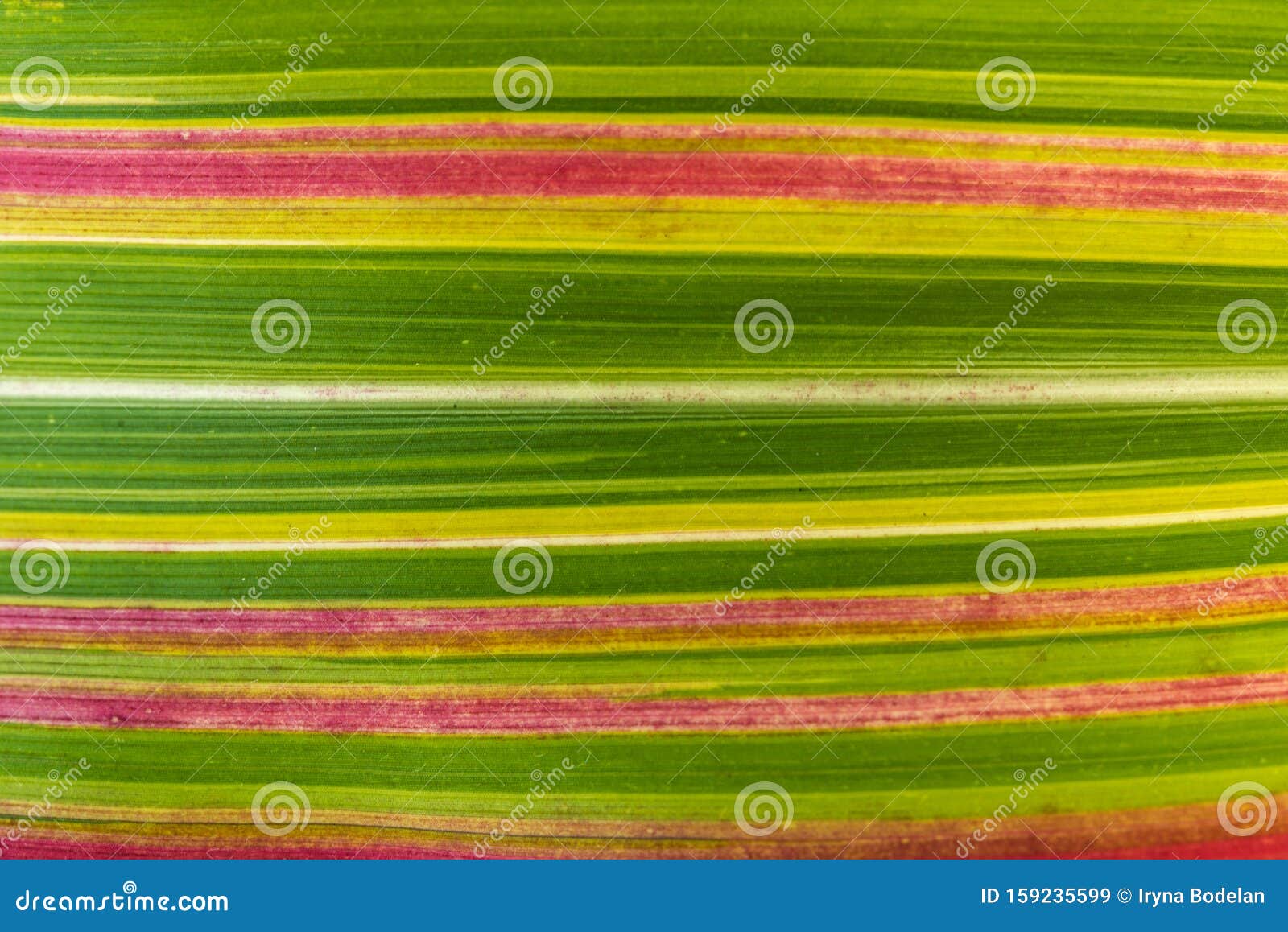 Green, Red and Yellow Striped Pattern of the Decorative Corn Leaf Stock ...