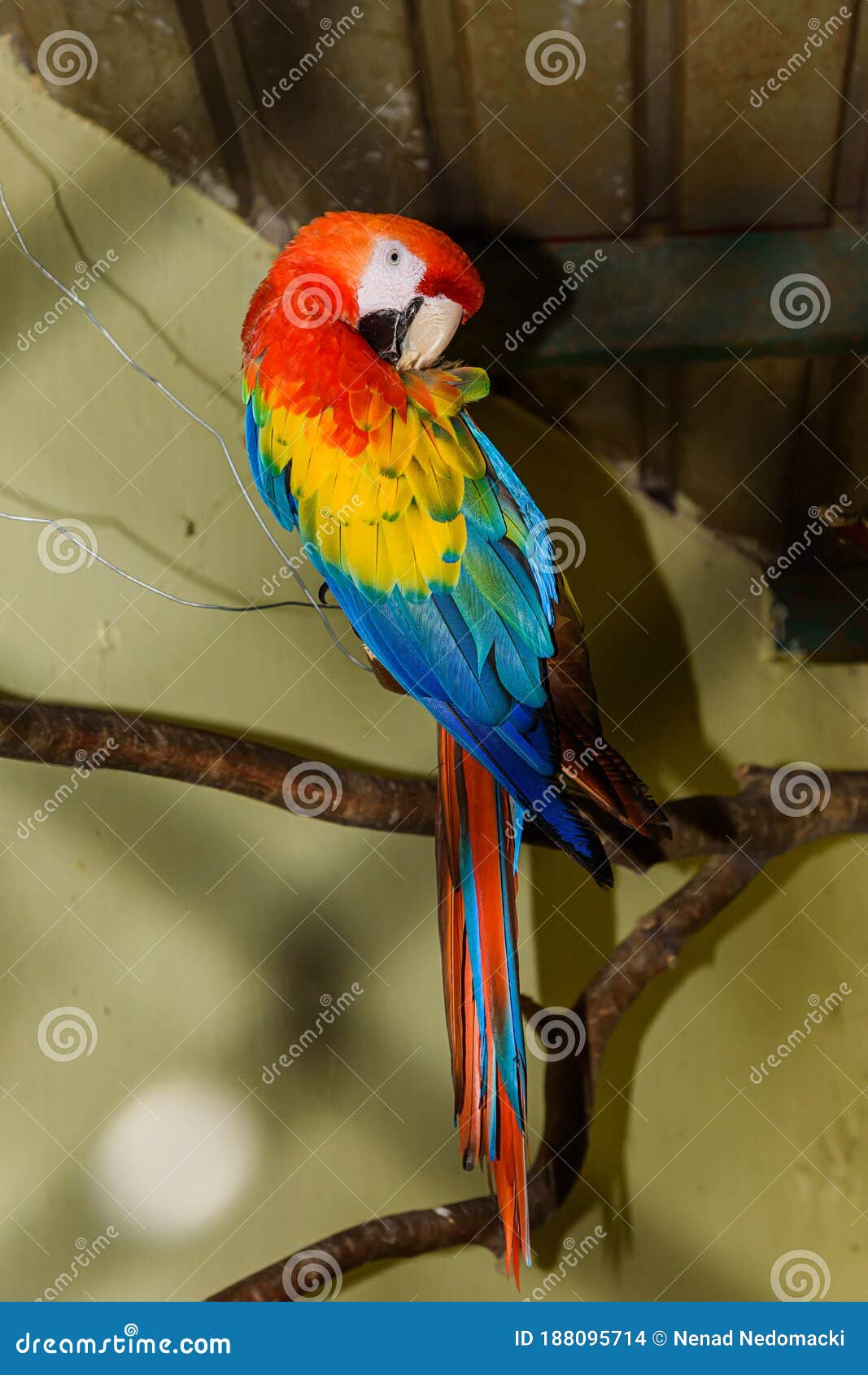 Green, Red and Yellow Parrot in Captivity Stock Photo - Image of animal ...