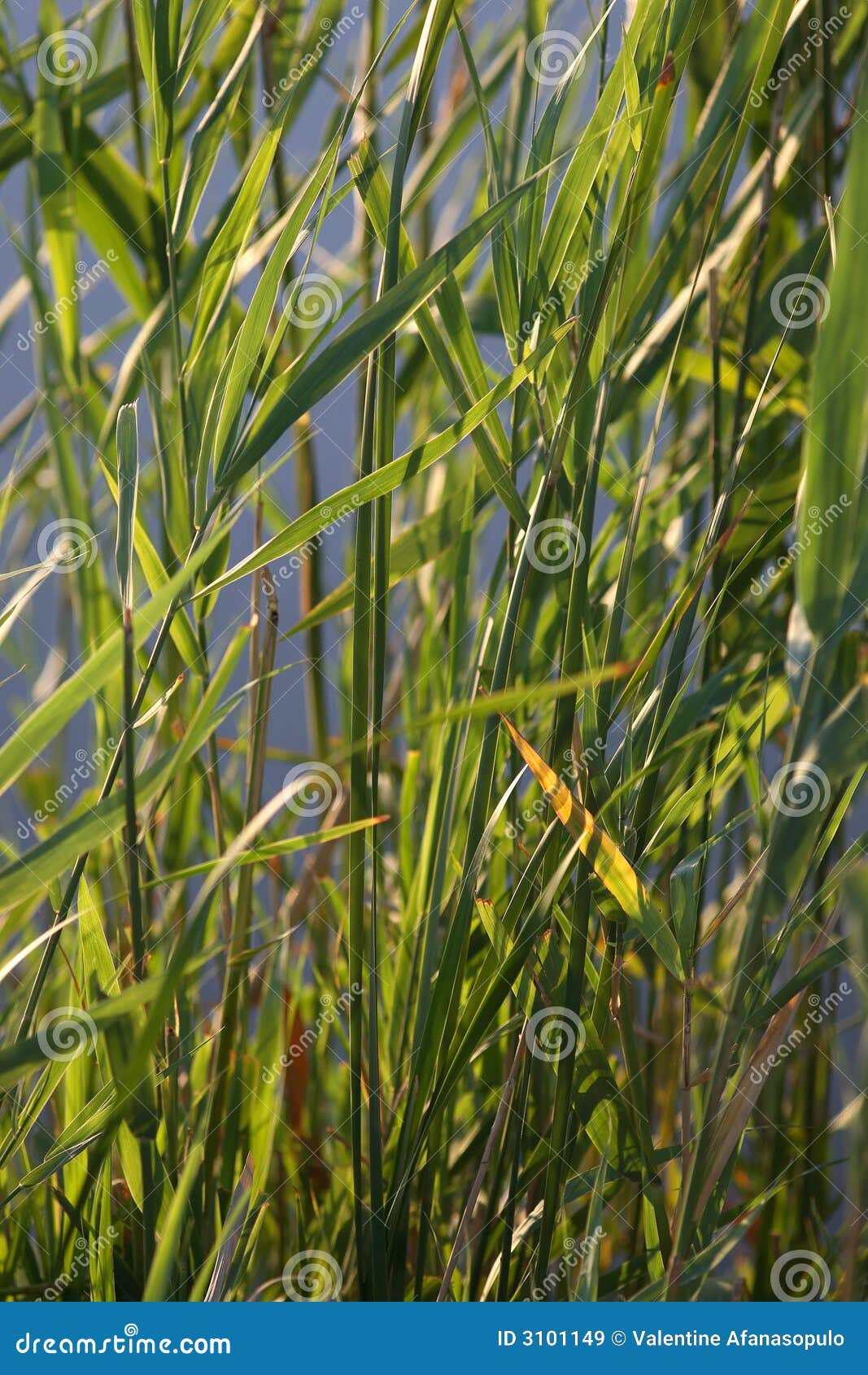 Green a reed stock image. Image of meadow, reed, outdoors - 3101149