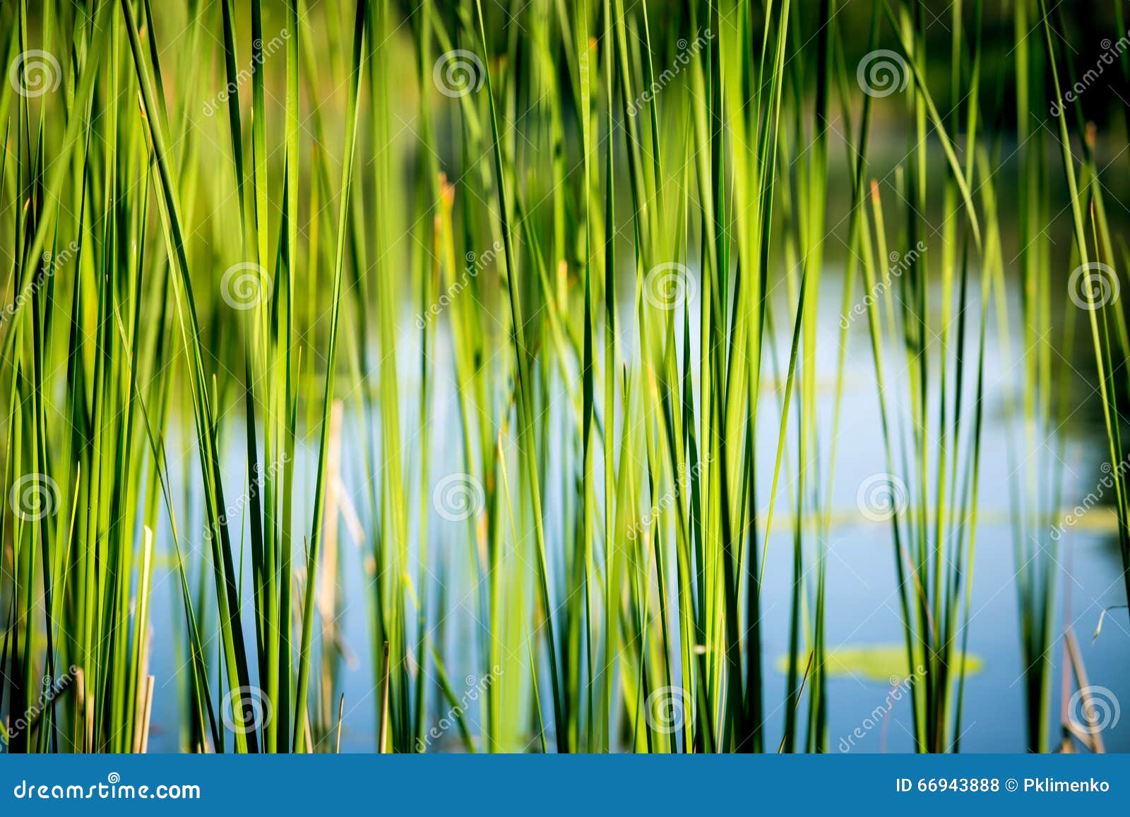 Green Reed Abstract Background Stock Photo - Image of reed, blurred ...