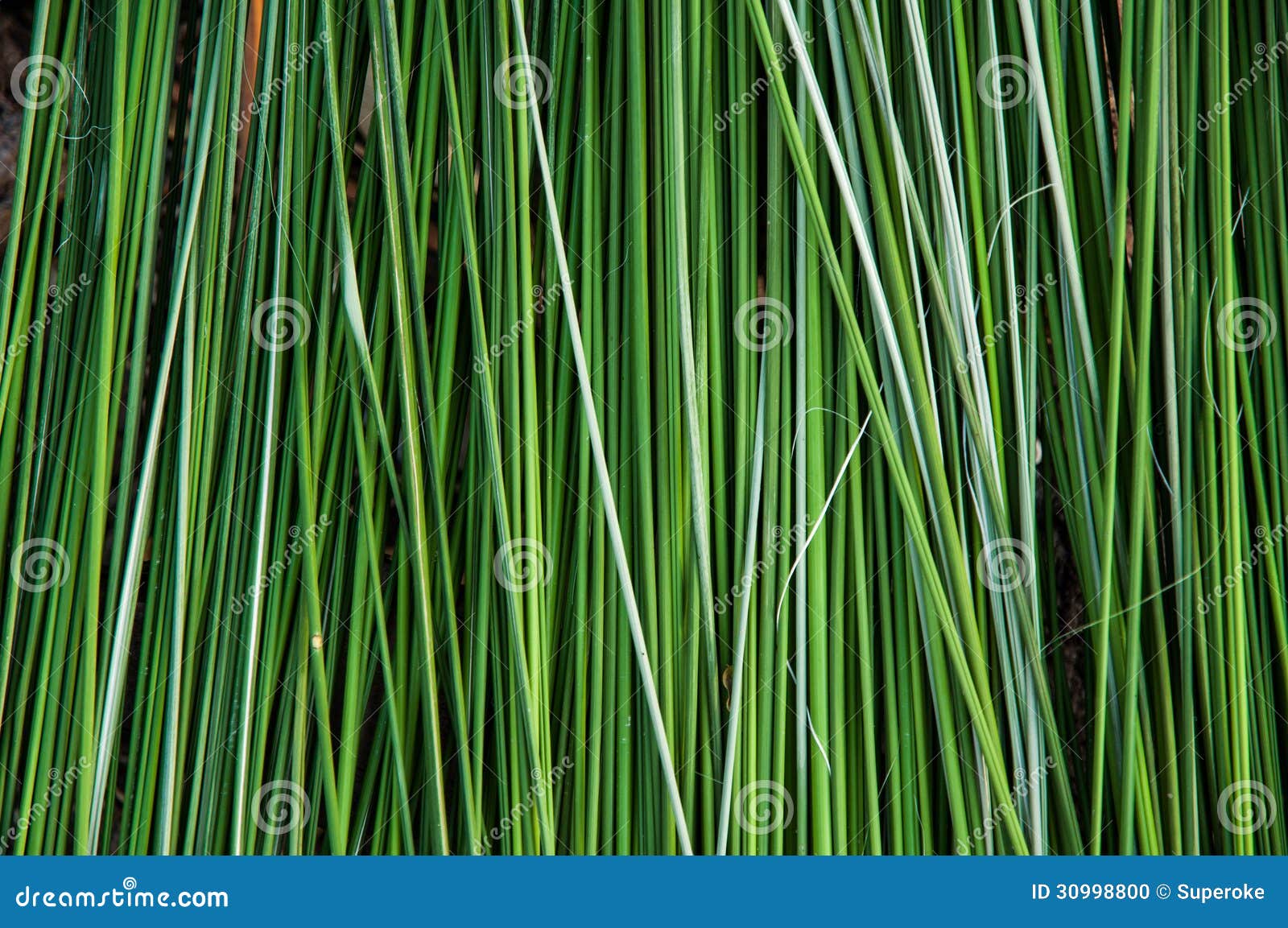 Green reed background stock photo. Image of natural, design - 30998800