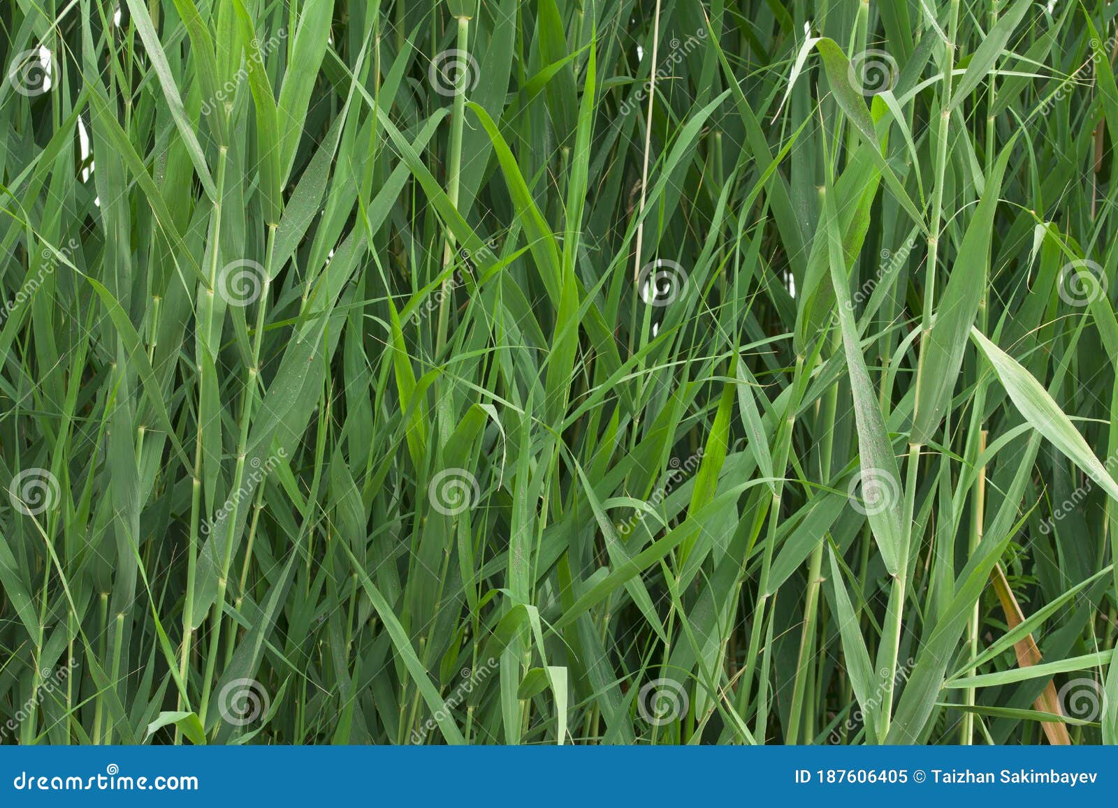 Green Reed Background. Nature Concept Stock Image - Image of detail ...