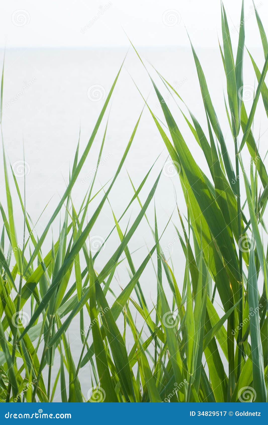 Green reed stock image. Image of macro, medicine, clean - 34829517