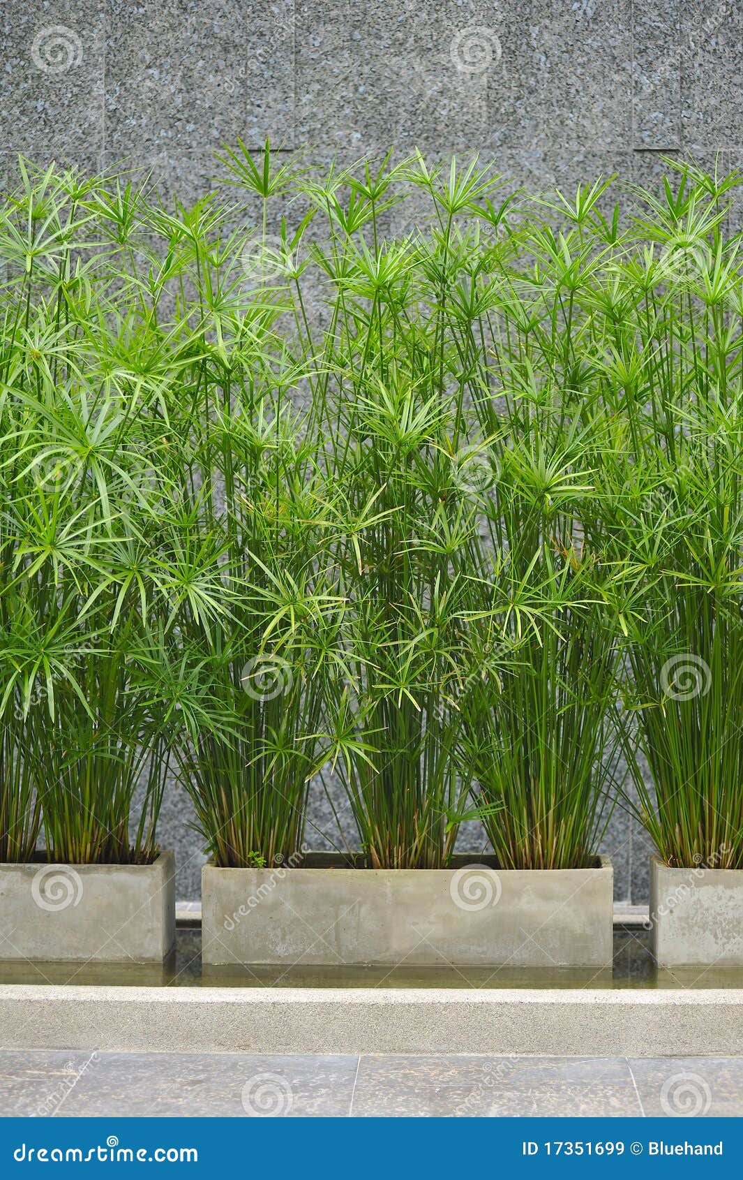 Green Reed Exterior In Modern Building Royalty-Free Stock Photography ...