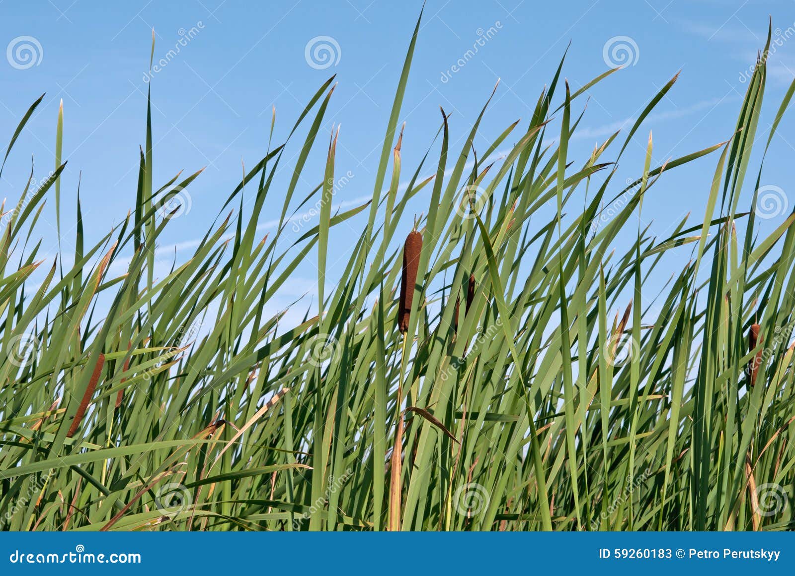 Green reed stock image. Image of floral, seasonal, spring - 59260183