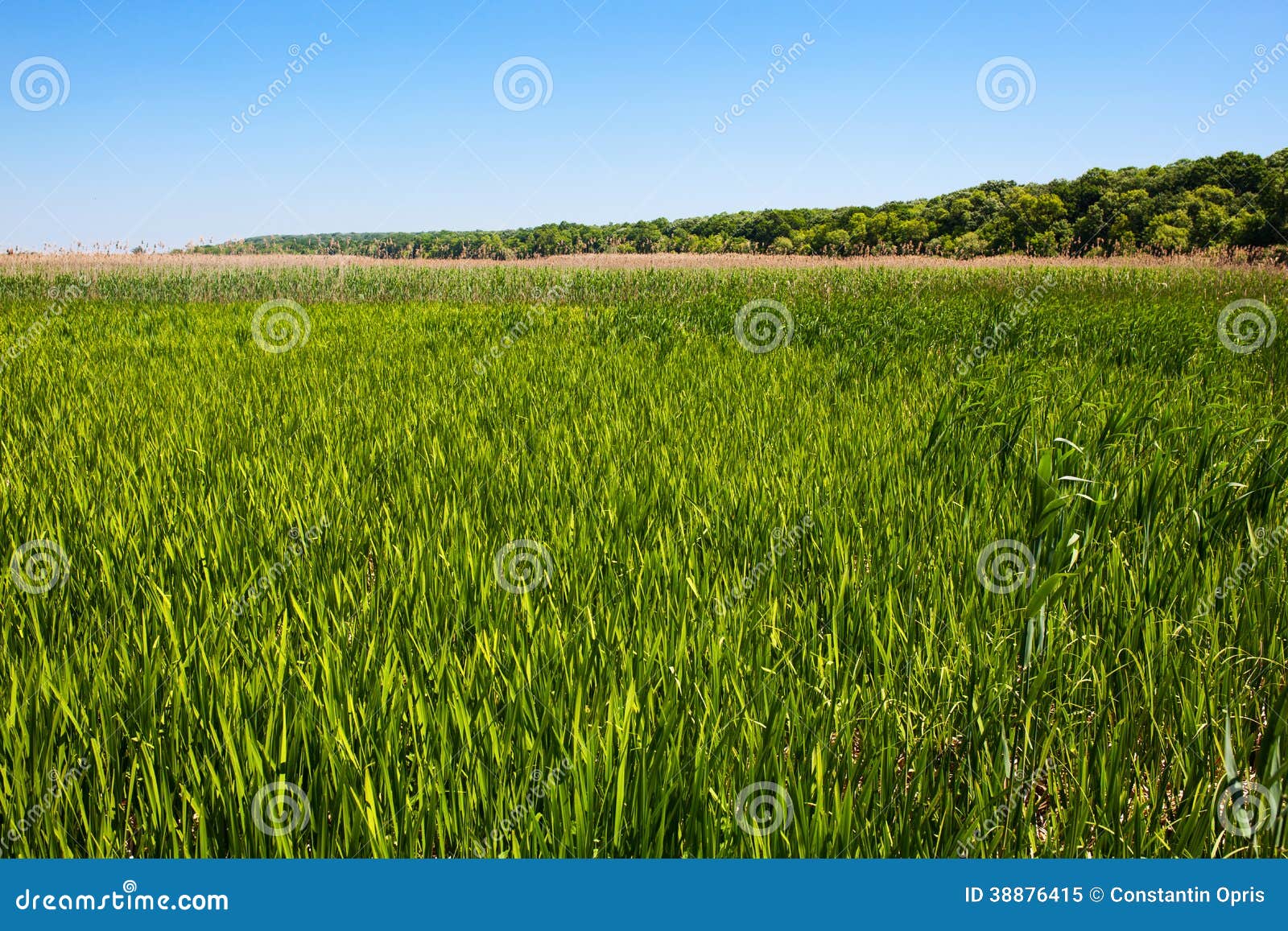 Green reed field stock image. Image of summer, soil, comana - 38876415
