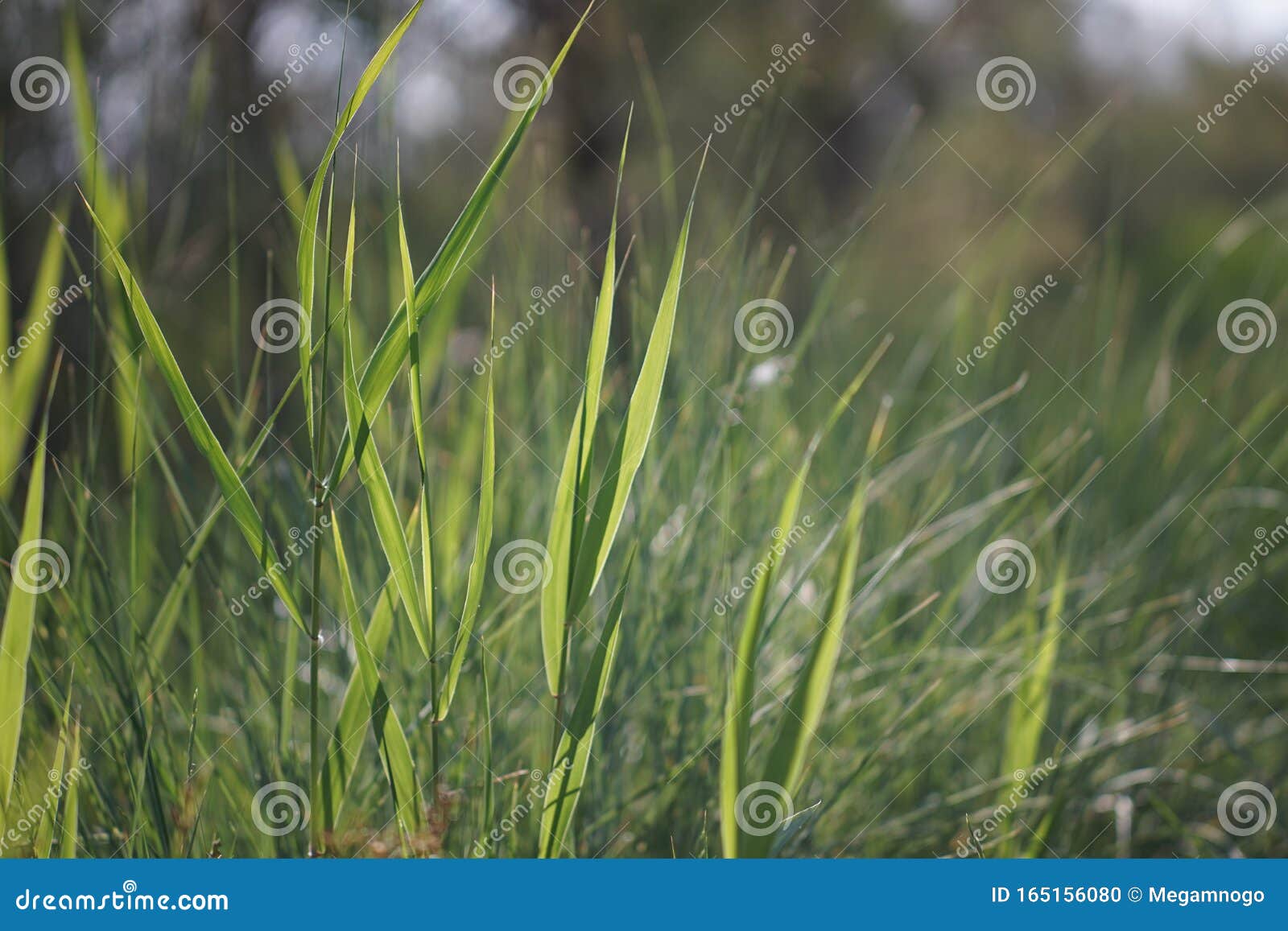 Green Reed Grass Grows on a Summer Day Stock Photo - Image of grow ...