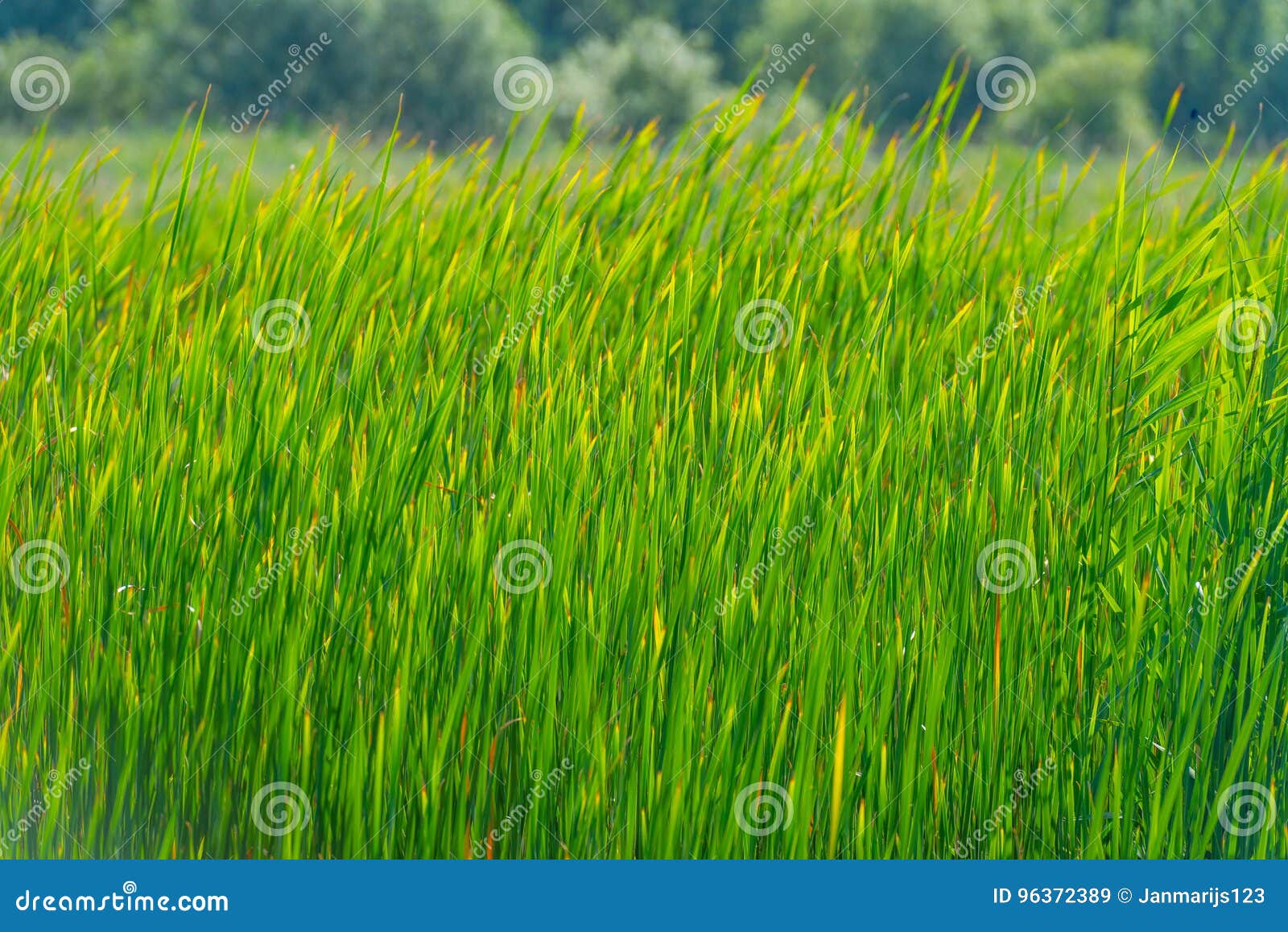 Green Reed Growing Along a Lake in Sunlight Stock Image - Image of ...