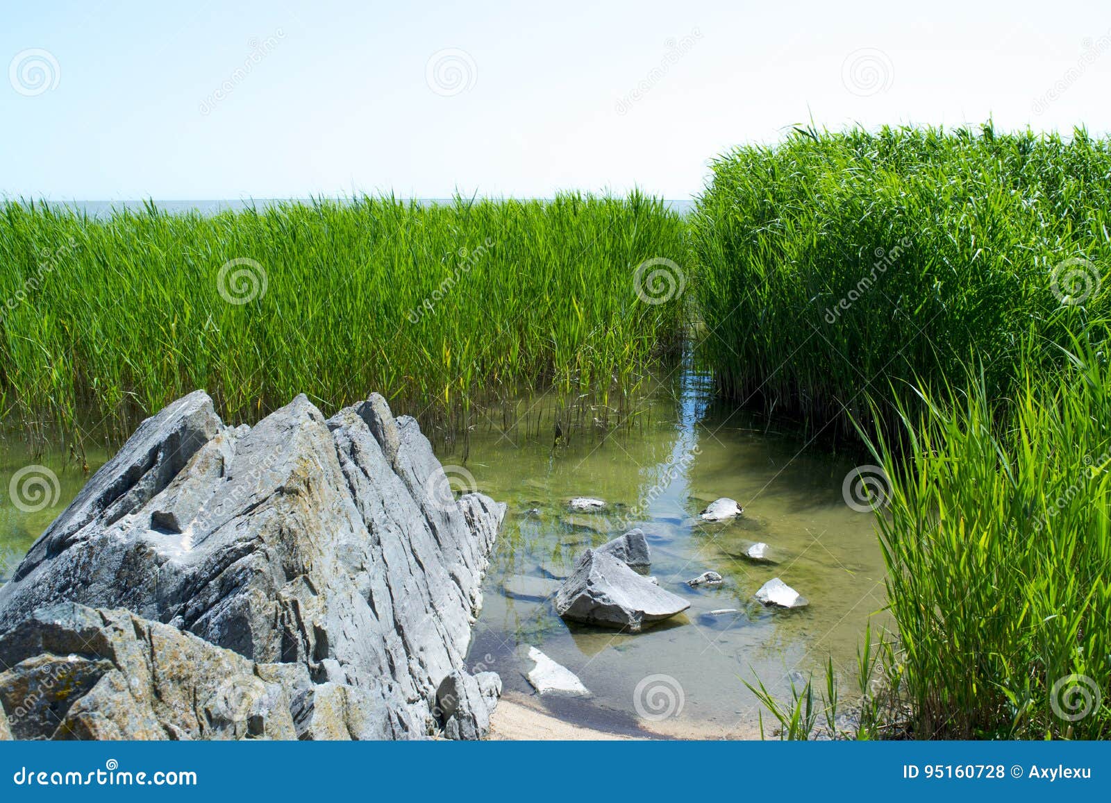 Green reed stock photo. Image of dawn, beautiful, coast - 95160728