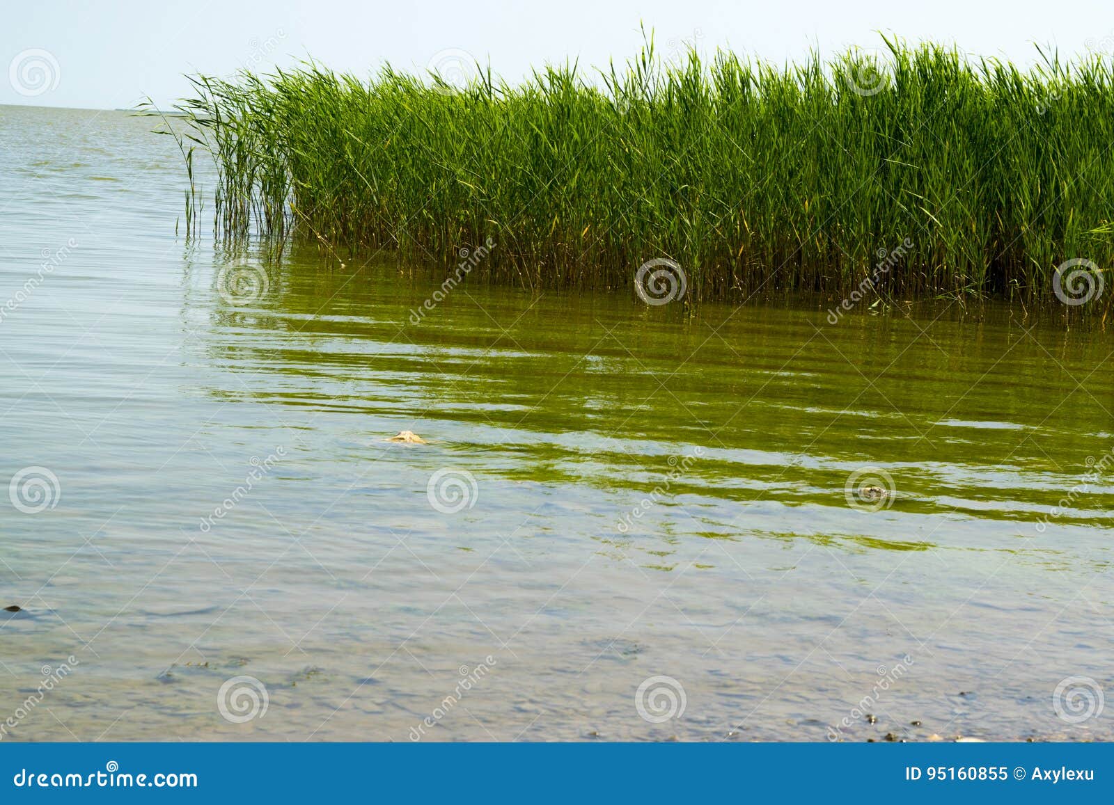 Green reed stock image. Image of peaceful, coast, ocean - 95160855