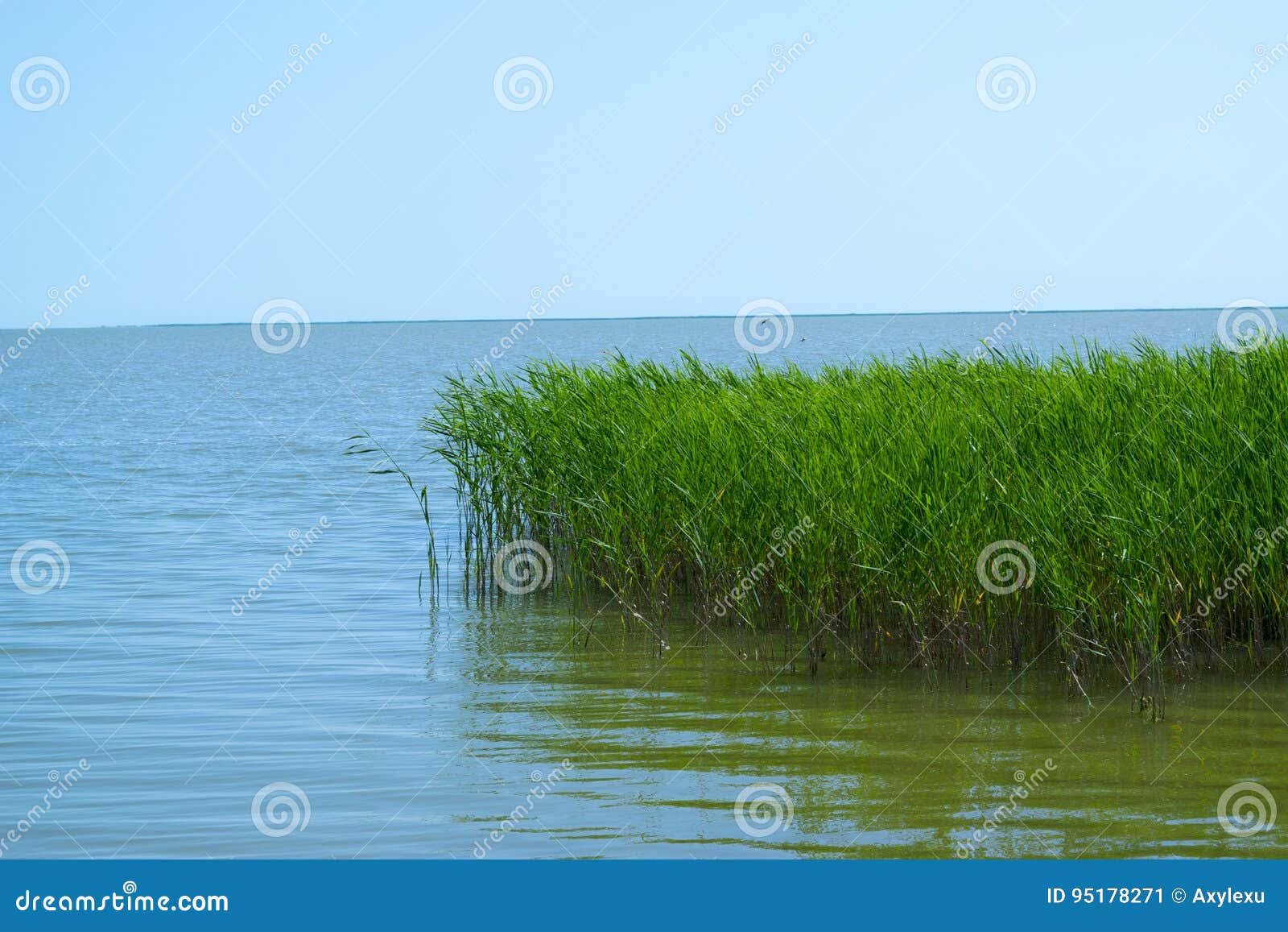 Green reed stock image. Image of greenery, format, nature - 95178271