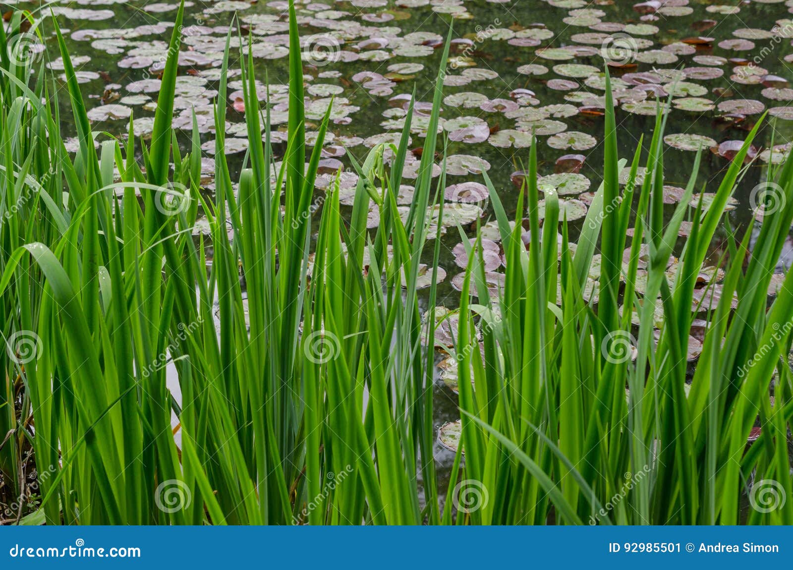 Green Reed on a Lake with Water Lilly Stock Image - Image of macro ...