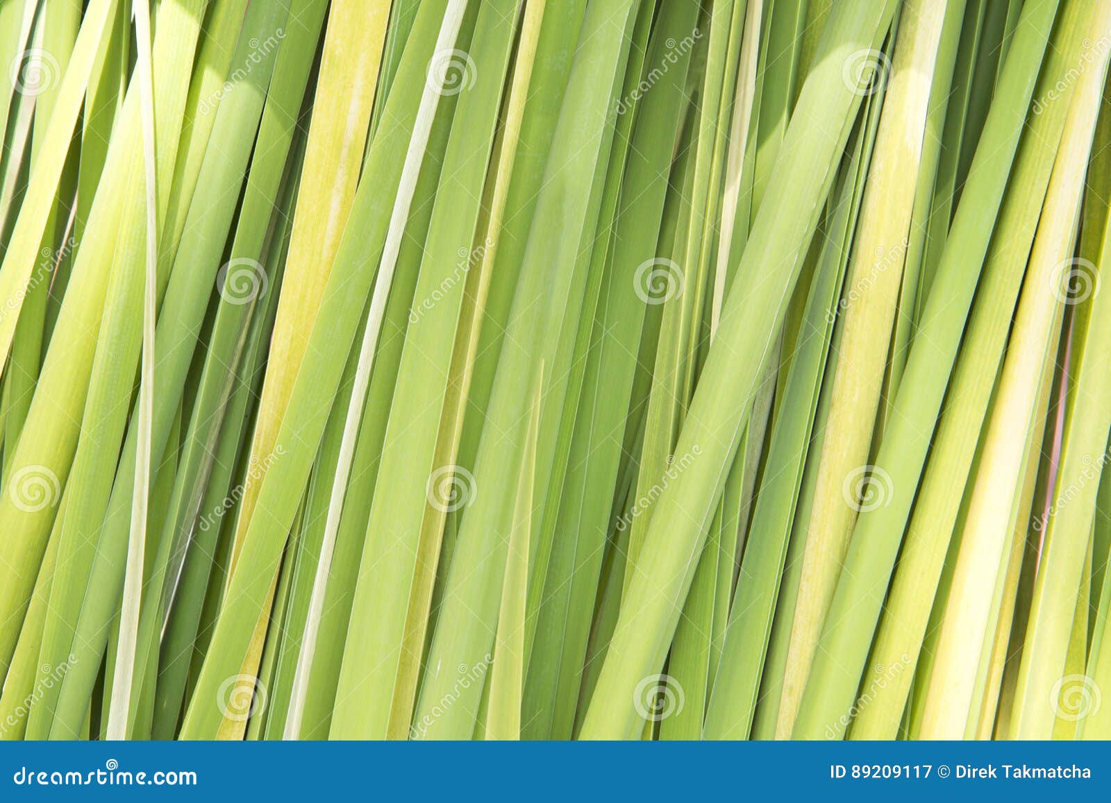 Green Reed Leaves Background Stock Image - Image of flora, color: 89209117