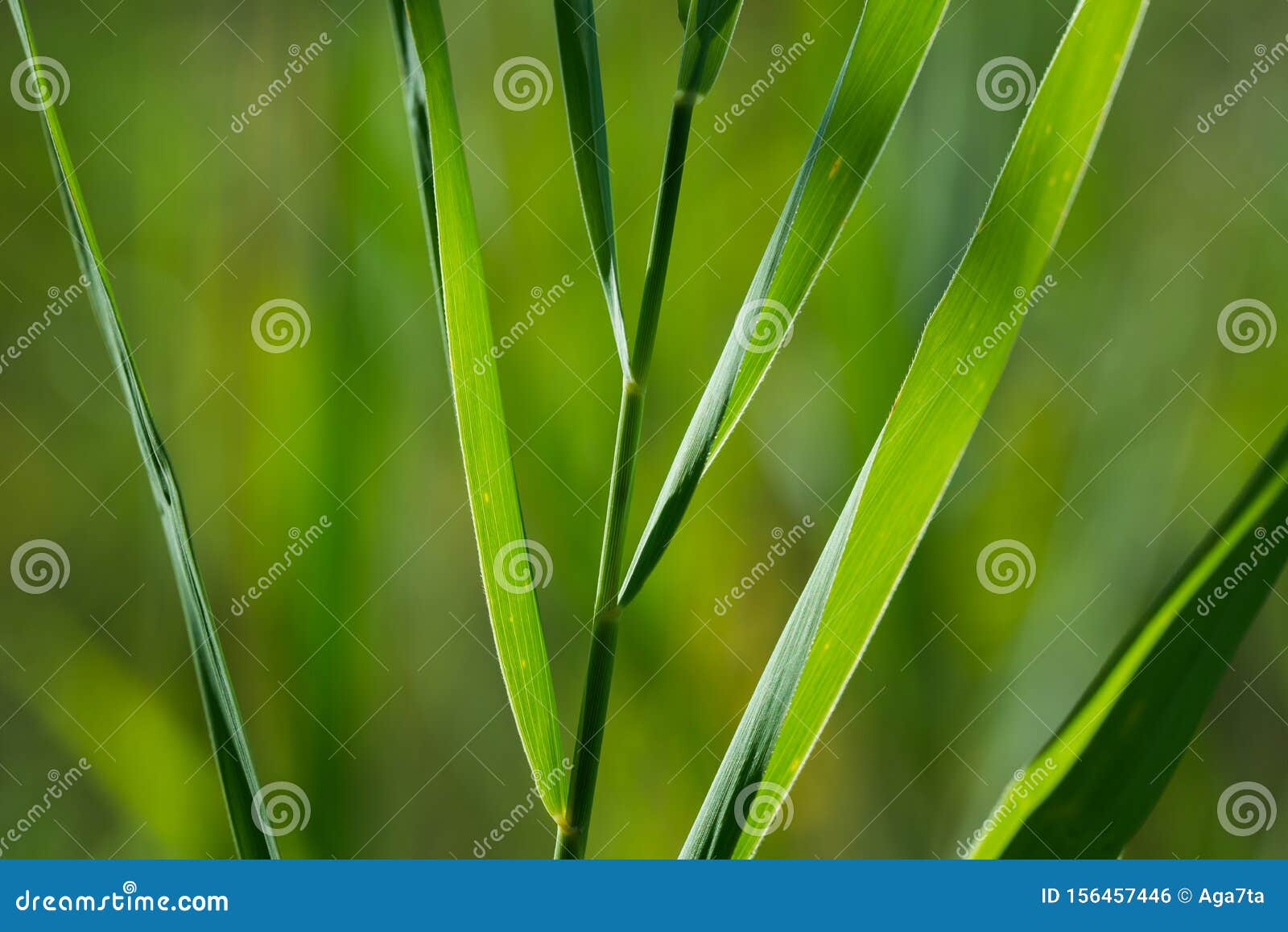 Reed leaves macro stock photo. Image of close, contrast - 156457446