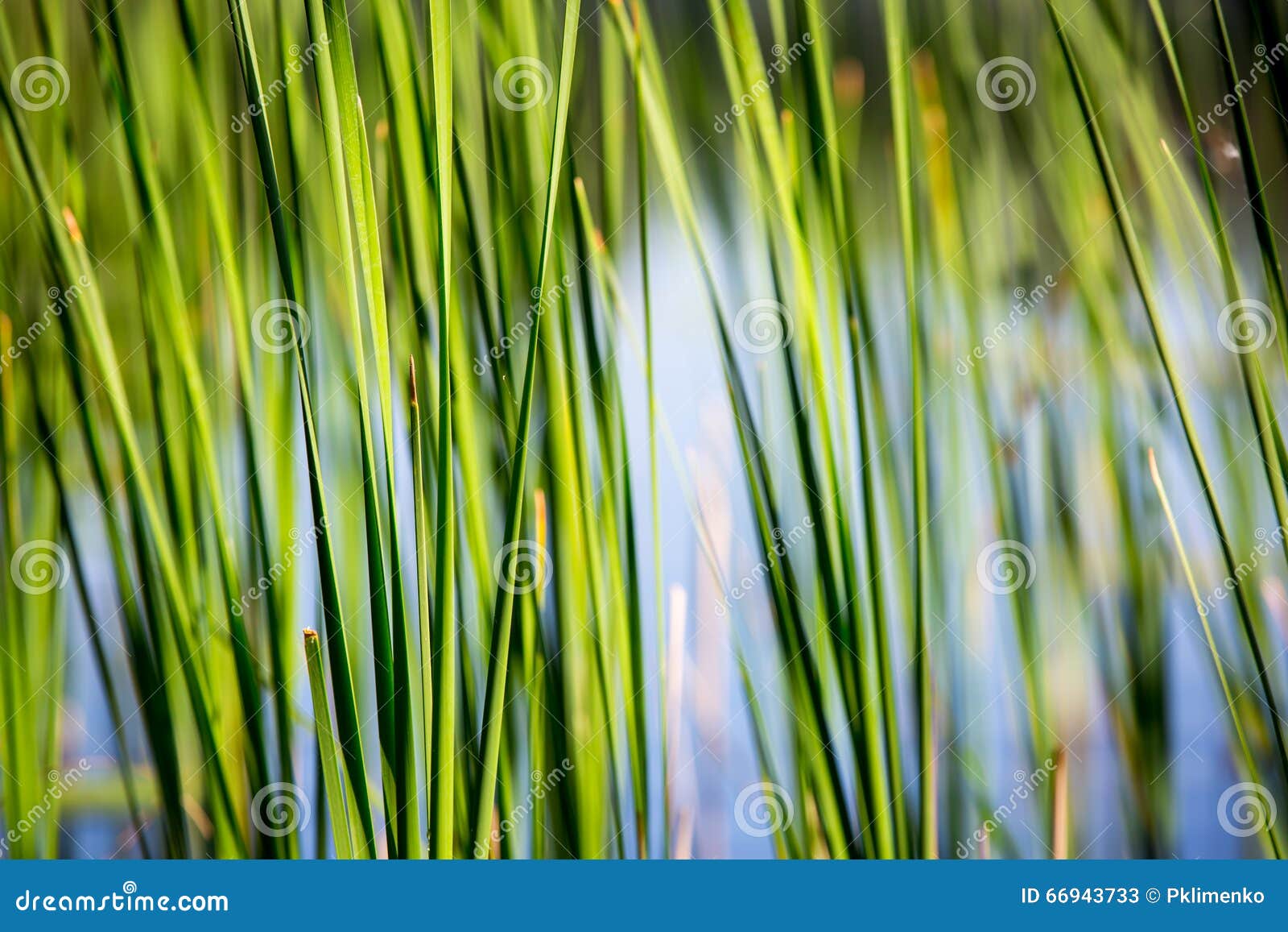 Green reed on river stock image. Image of green, marsh - 66943733