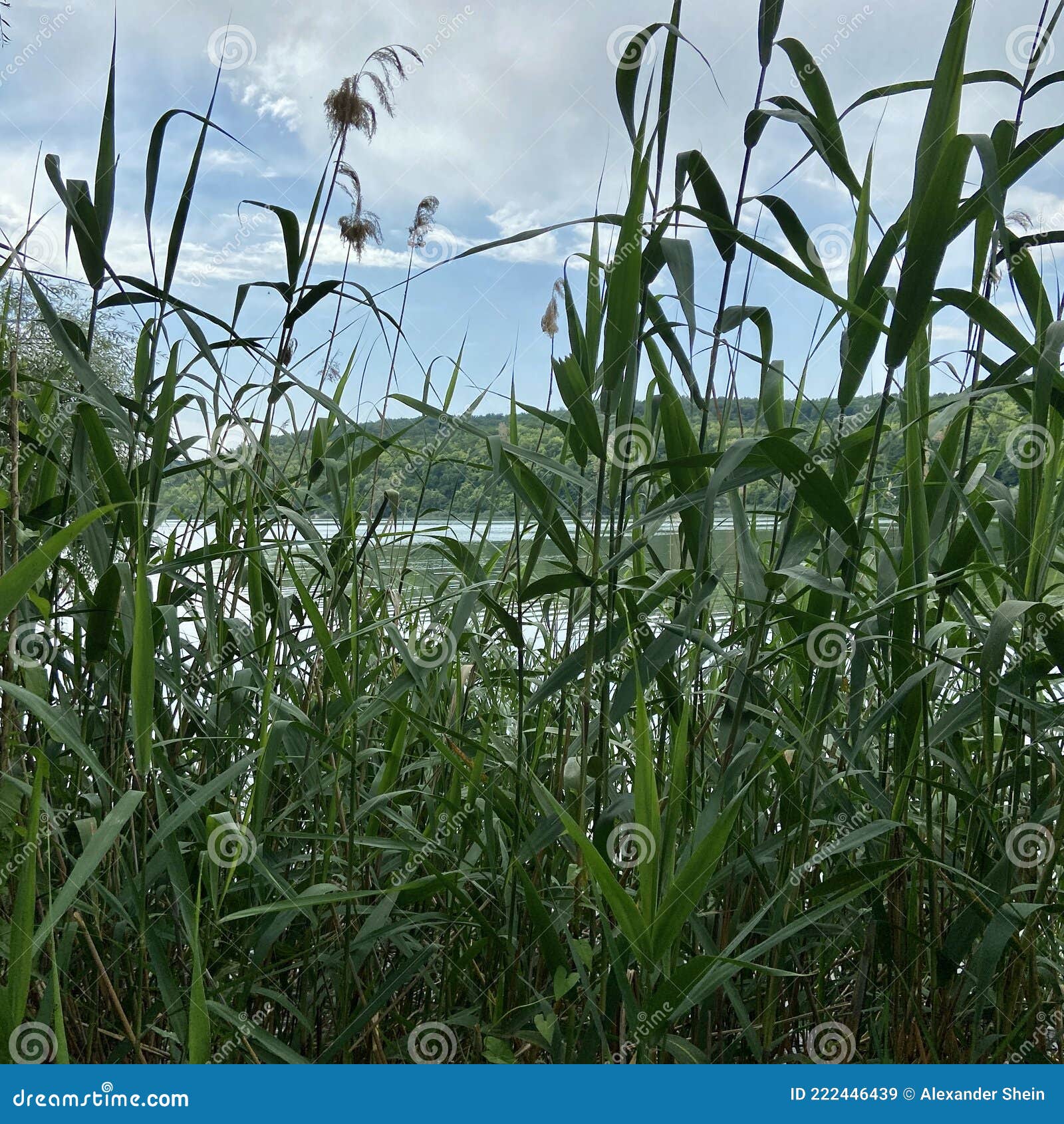 Green Reed stock image. Image of bank, river, reed, lake - 222446439