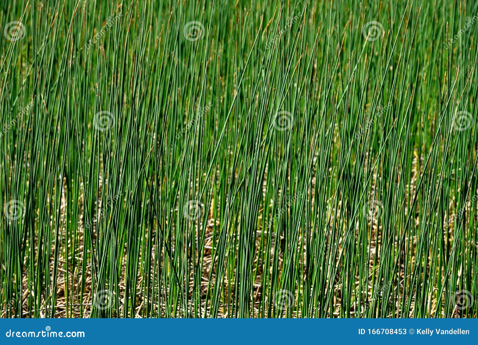 Green Reed Texture stock image. Image of outdoor, environment - 166708453