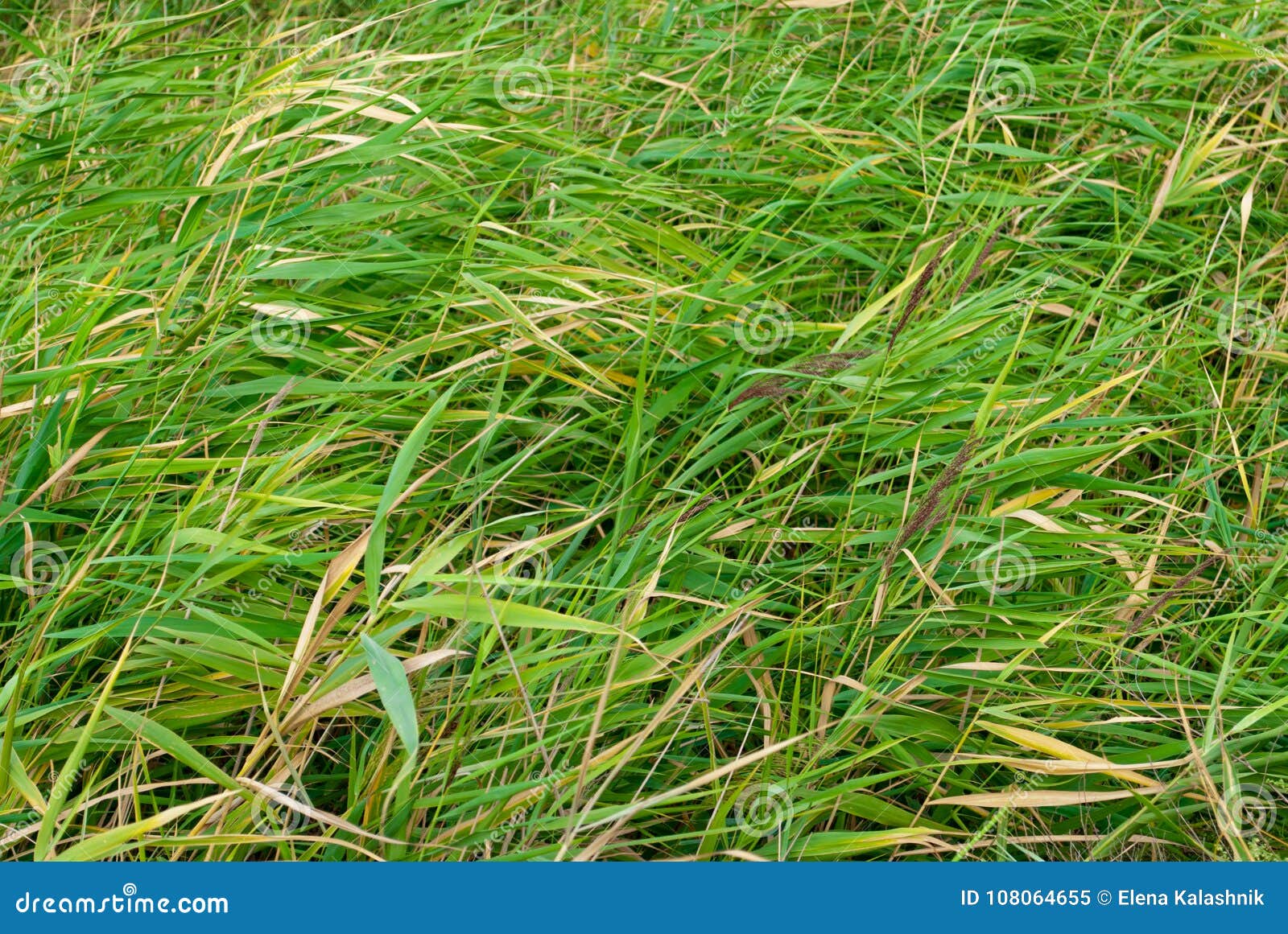 Green Reed Texture Sun, Day, Pattern Stock Image - Image of gardening ...