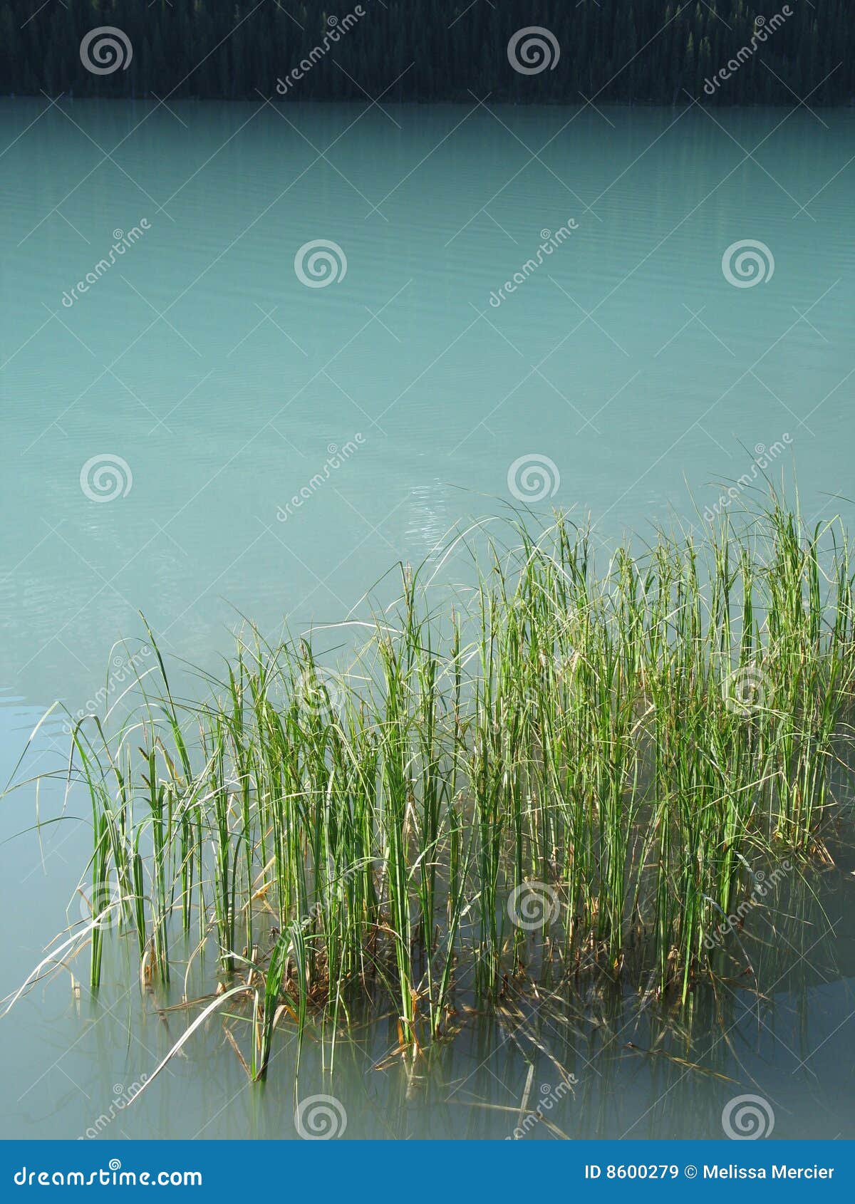 Green reeds stock image. Image of fresh, mystical, reeds - 8600279